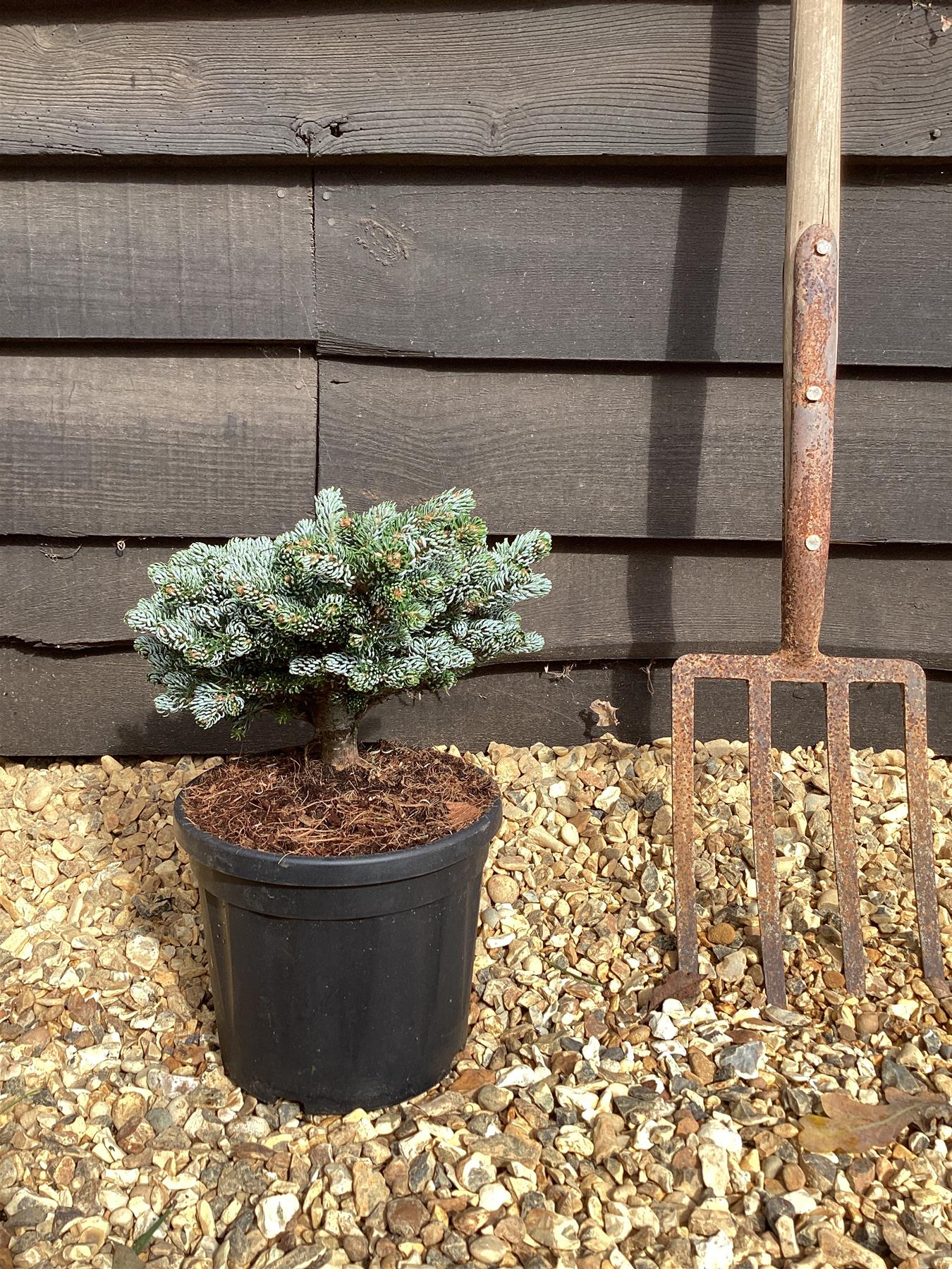 Abies koreana 'Kohout's Ice Breaker' - 45-50cm, 5lt – Arundel Arboretum