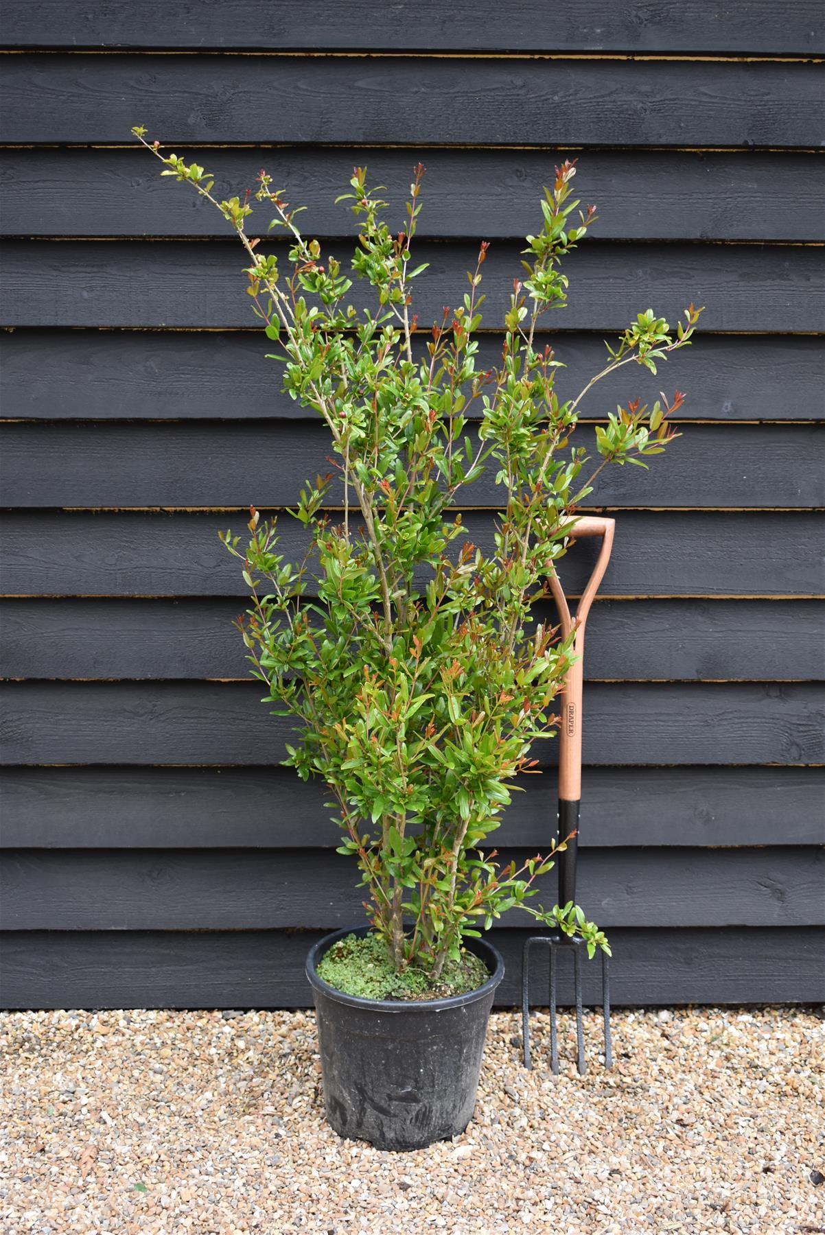 Punica granatum - Pomegranate - Multistem - 130-140cm - 18lt – Arundel ...