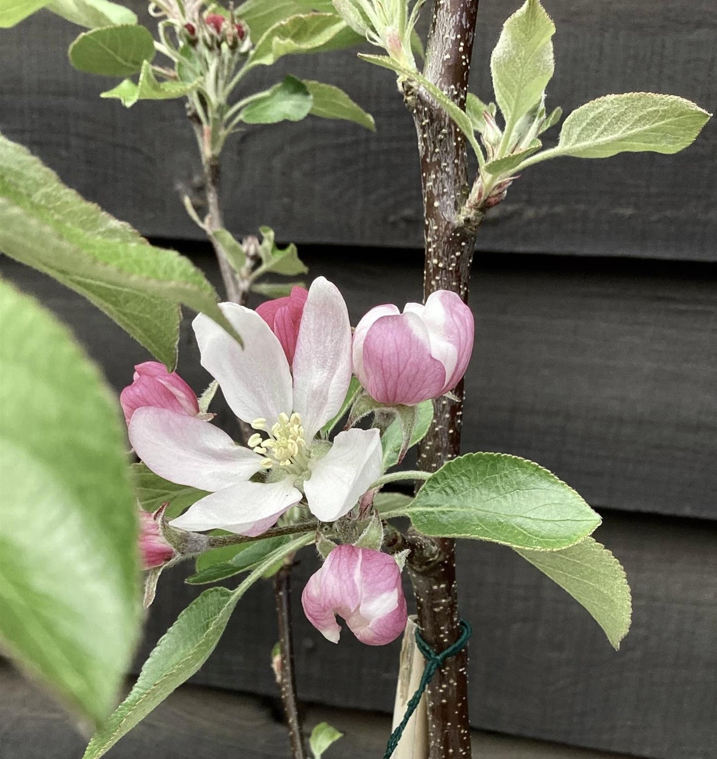 Apple tree 'Red Falstaff' | Malus domestica - M27 - Ultra-Dwarfing - 1 ...