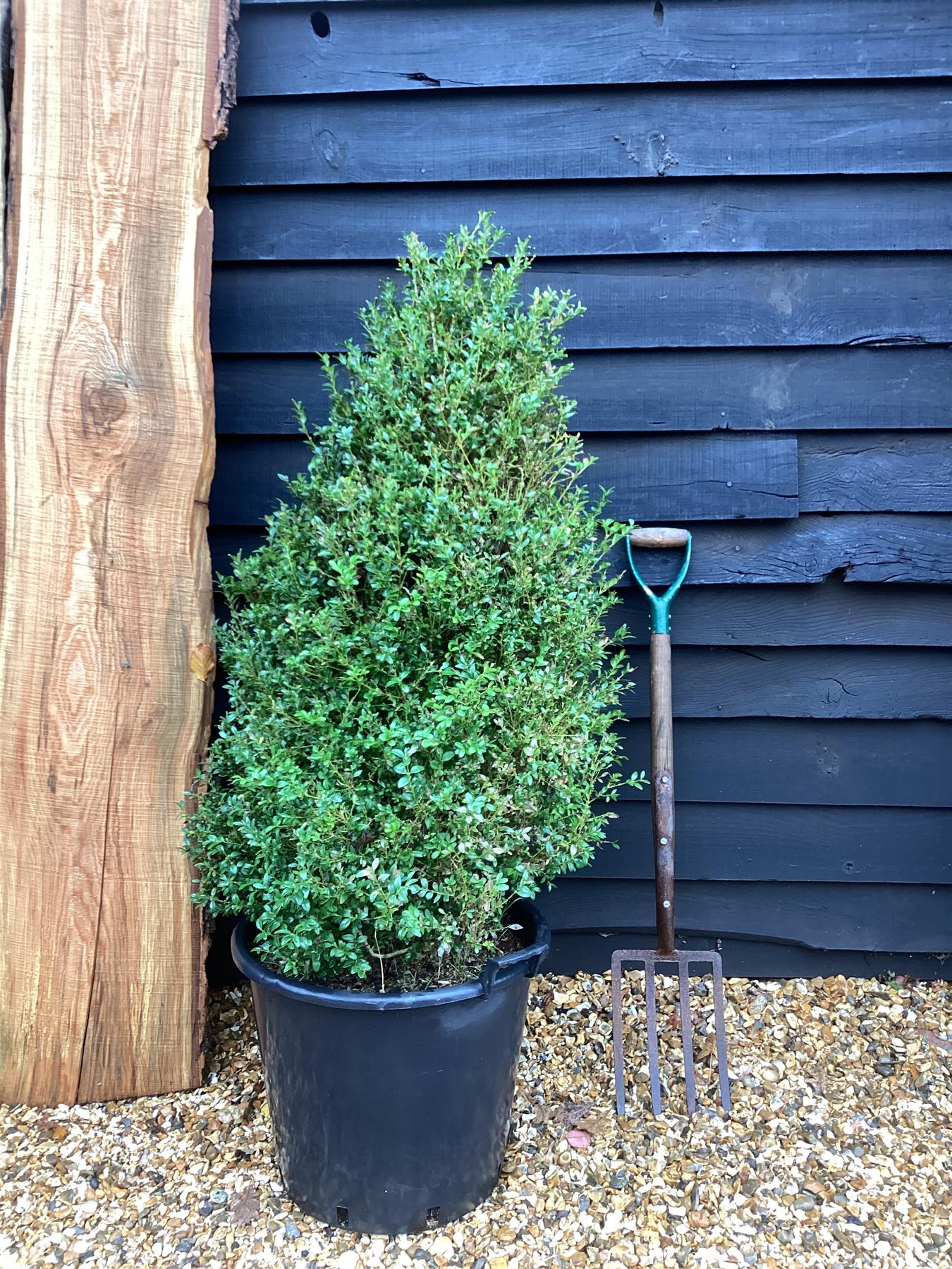Buxus sempervirens | European Box - 120-150cm, 50lt – Arundel Arboretum