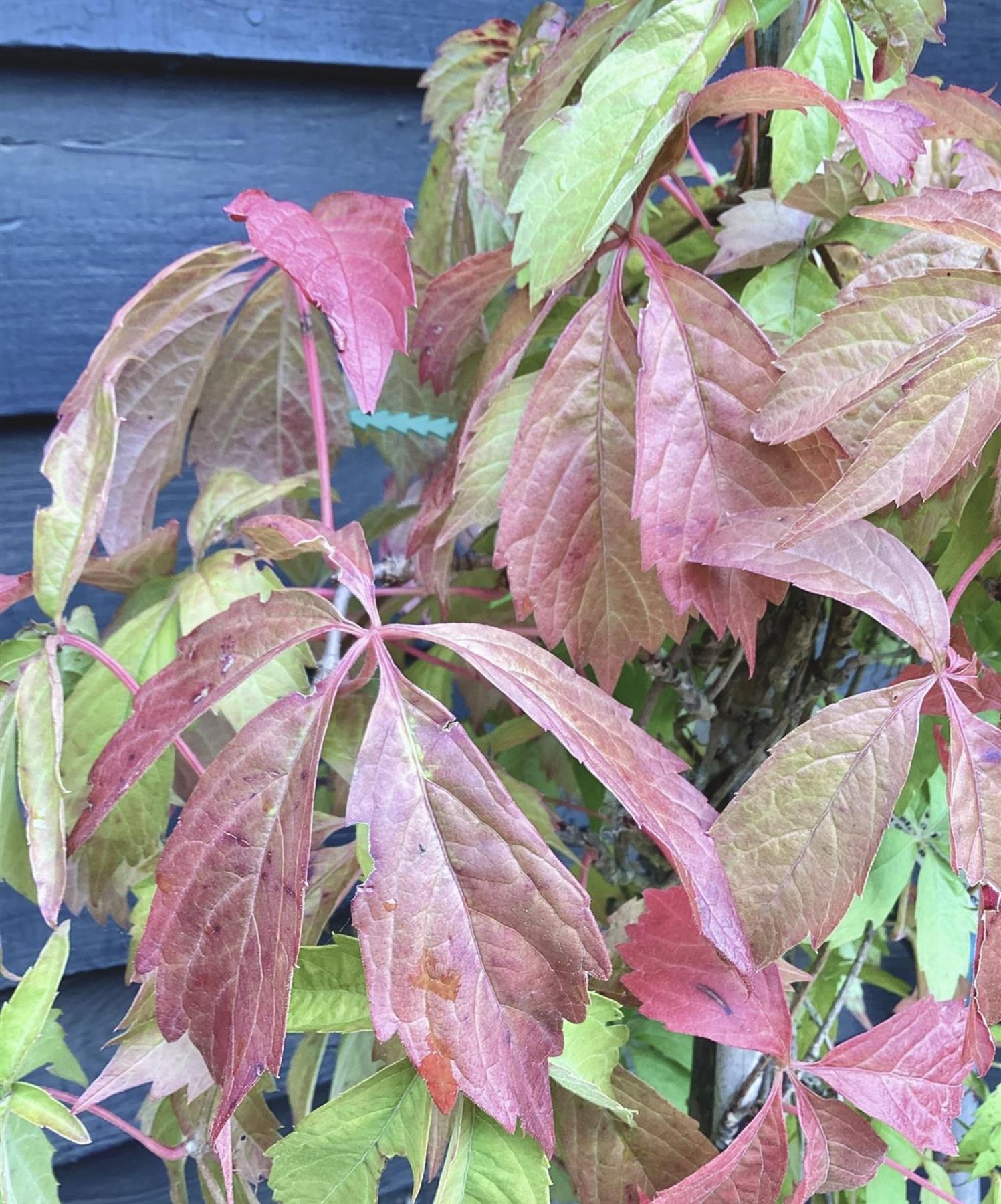Parthenocissus quinquefolia | American Ivy | Virginia Creeper- 150cm ...