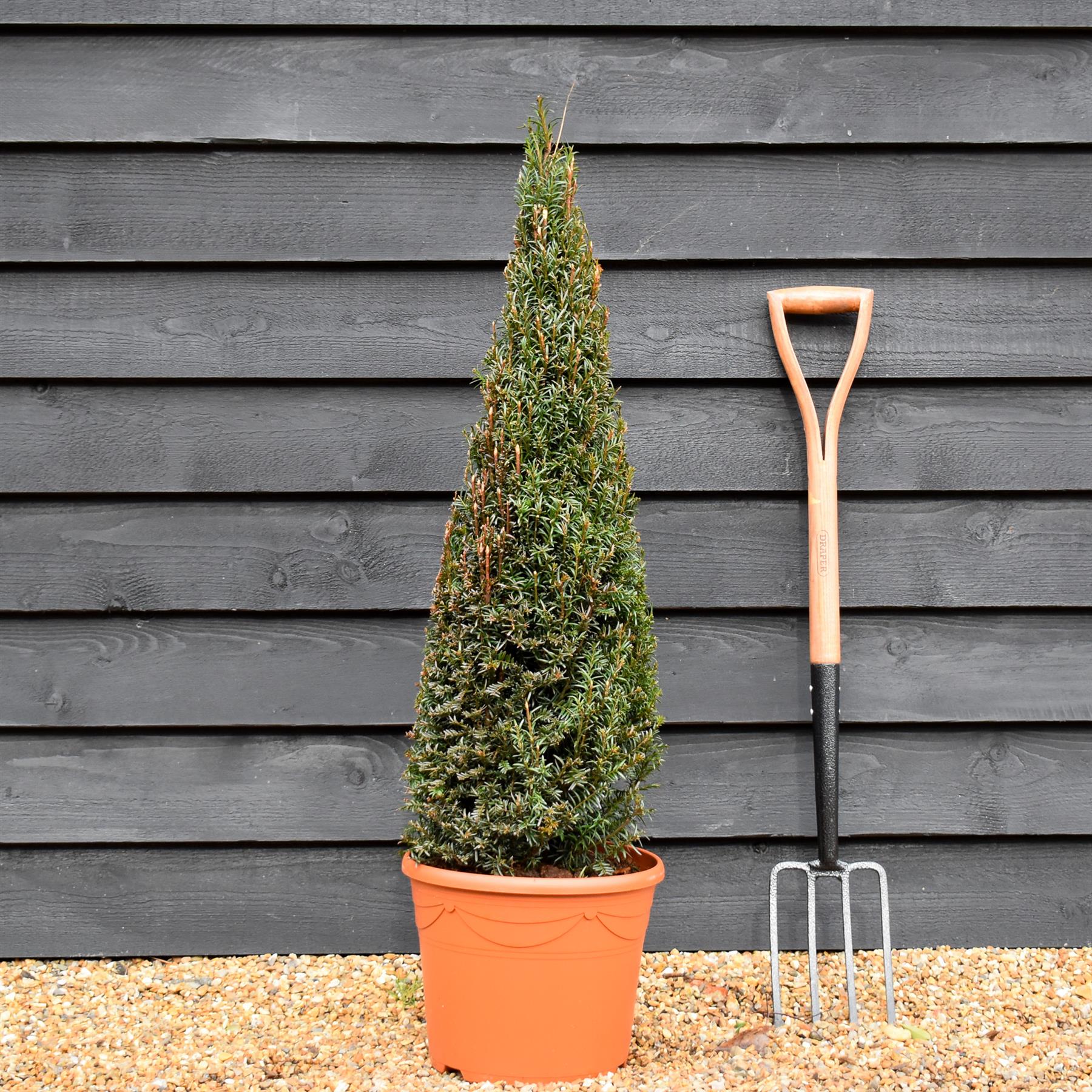 Taxus baccata | Yew tree - Cone - Height 110-120cm - 12lt – Arundel ...