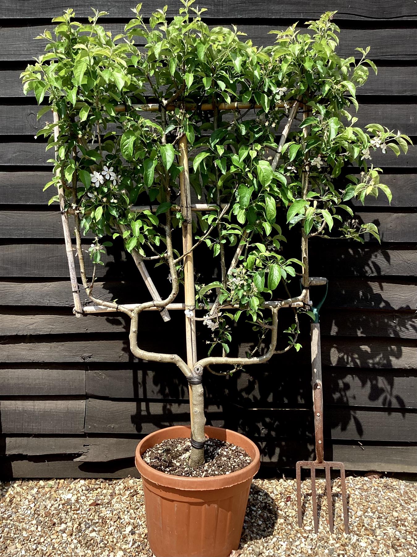 Apple tree 'Discovery' espalier | Malus domestica - 120-150cm - 45lt ...