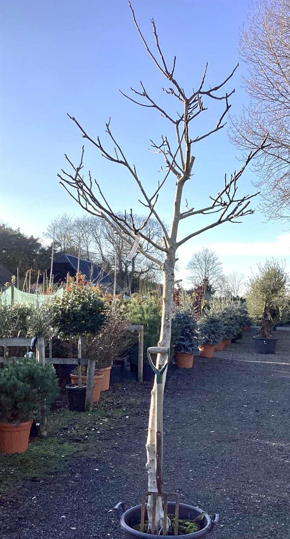 Juglans regia | Common Walnut Tree - Girth 30-40cm - Height 3m-5m - 70 ...