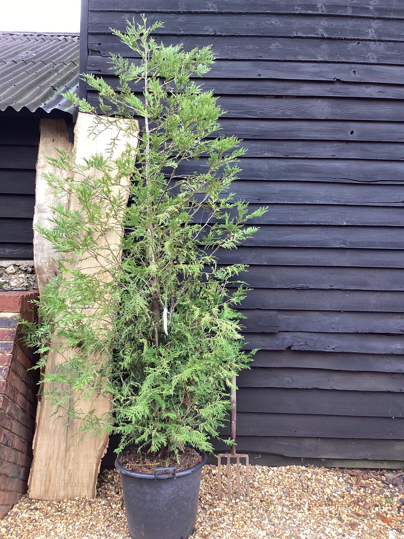 Thuja plicata 'Atrovirens' | Western Red Cedar 'Atrovirens' - 150-250c ...