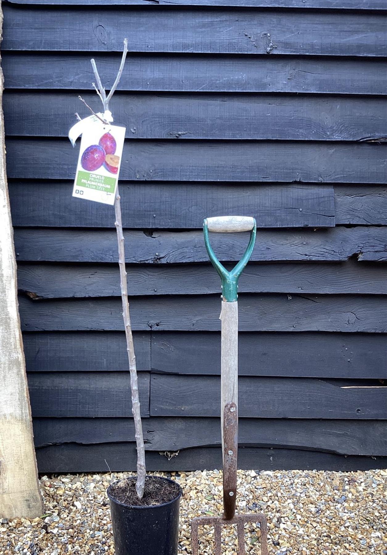 Plum tree 'President' | Prunus domestica - 100-120cm - 10lt – Arundel ...