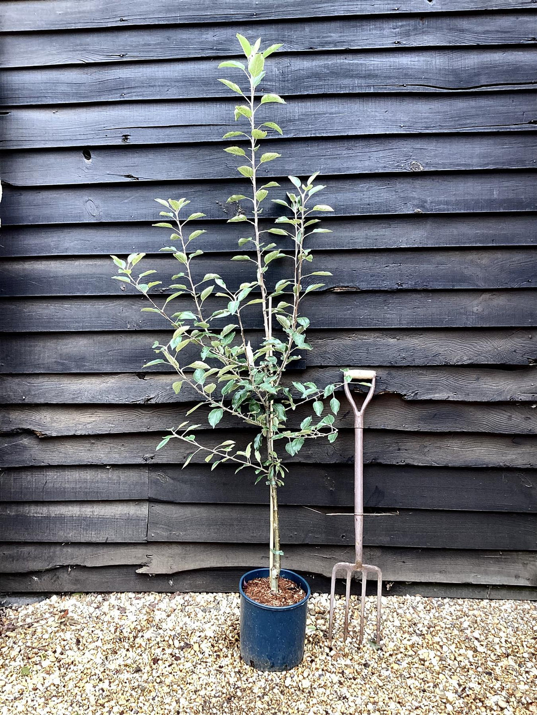 How to Prune a Young Apple Tree? – Arundel Arboretum