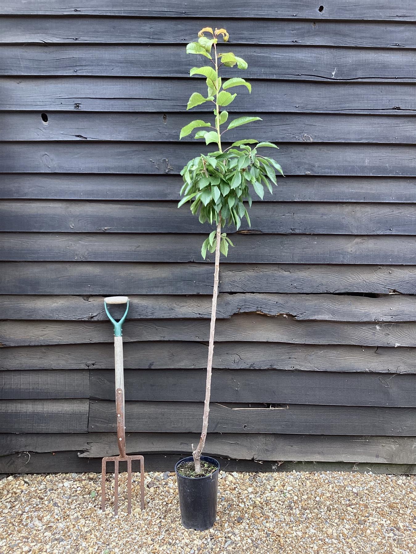 Cherry tree 'Summit' | Prunus avium 'Summit' - 100-120cm - 10lt ...
