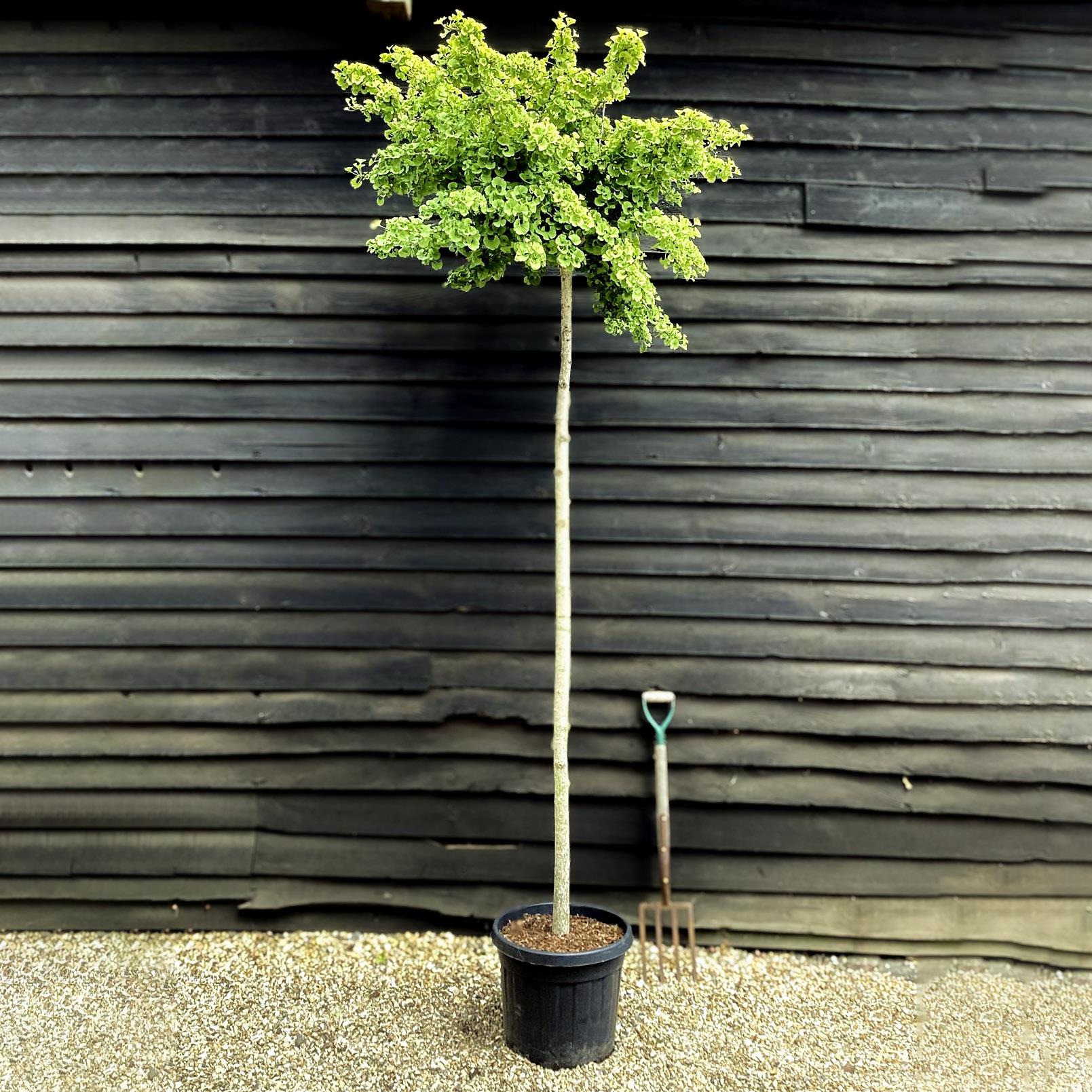 Ginkgo biloba Mariken | Maidenhair Tree 'Mariken' - 250-350cm, 45lt ...