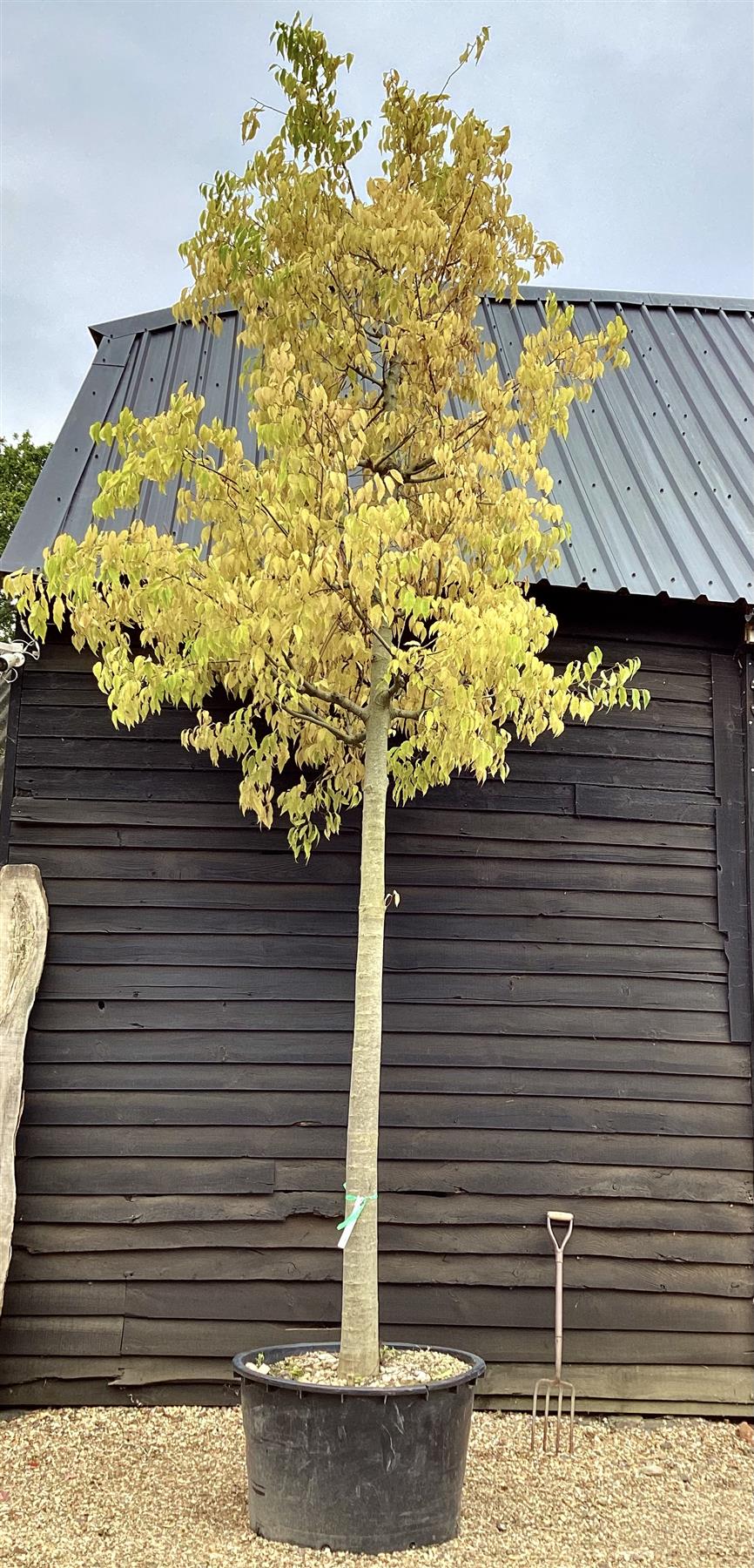 Celtis Australis | European hackberry - 550cm, 285lt – Arundel Arboretum