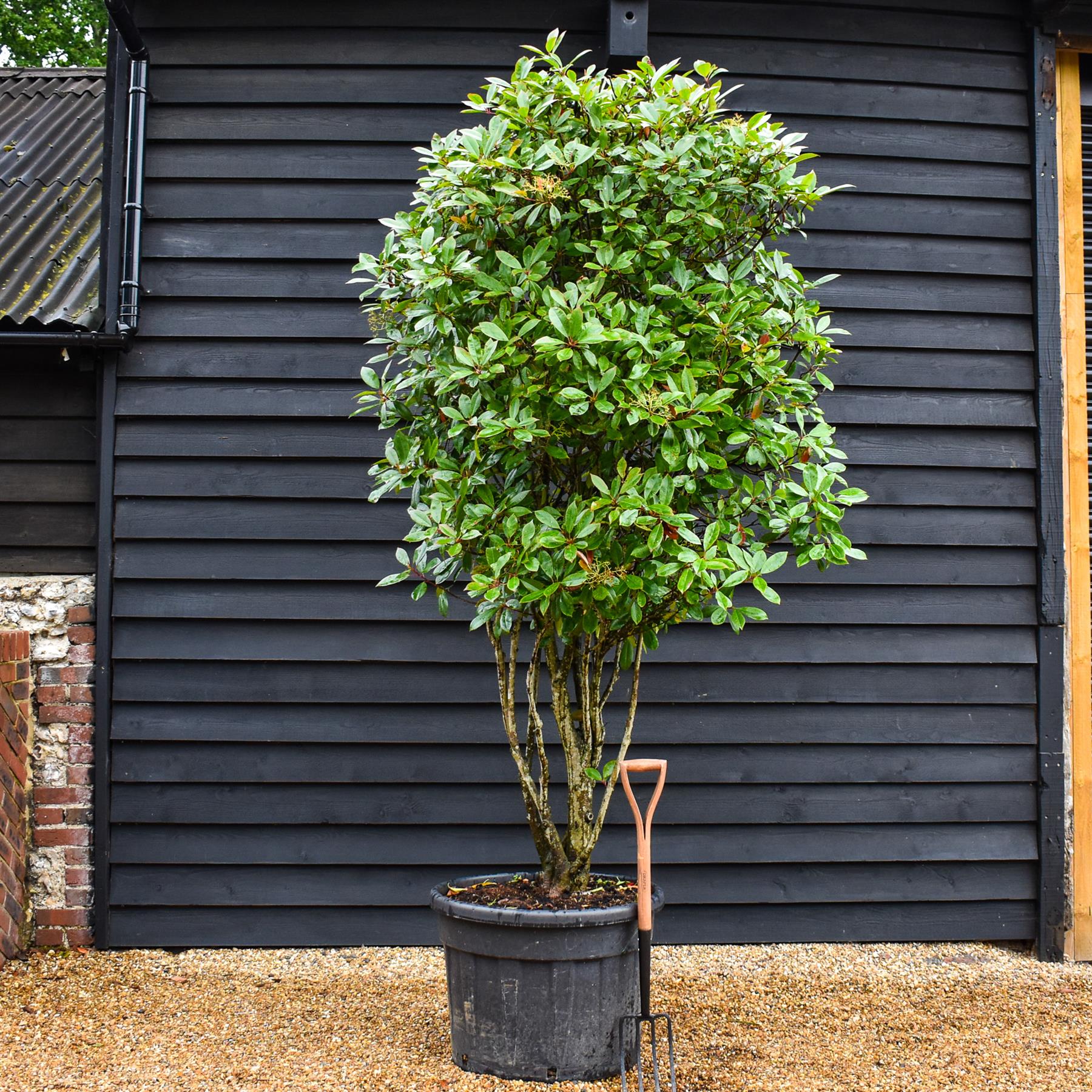 Photinia x fraseri Red Robin - Multistem - Height 220-250cm - 150lt ...