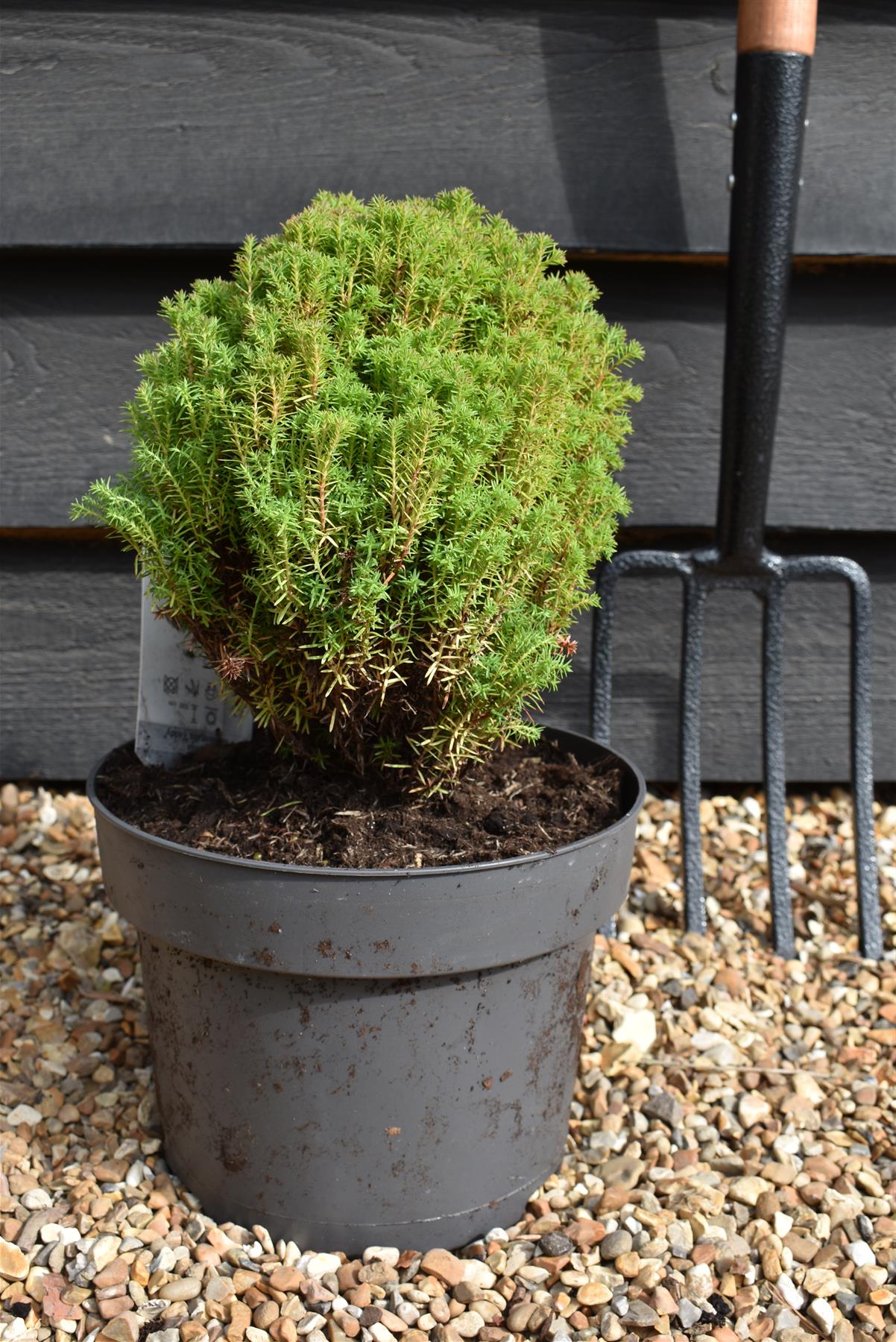 Thuja occidentalis 'Teddy' | Northern white-cedar Teddy - Width 20-25c ...