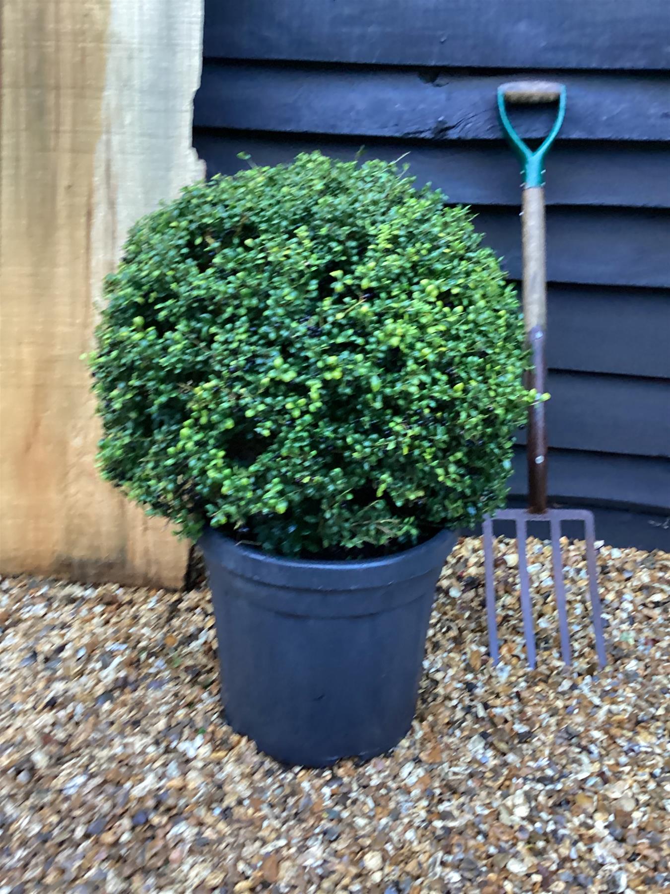 Ilex Crenata Convexa - Ball - 80cm, 30lt – Arundel Arboretum