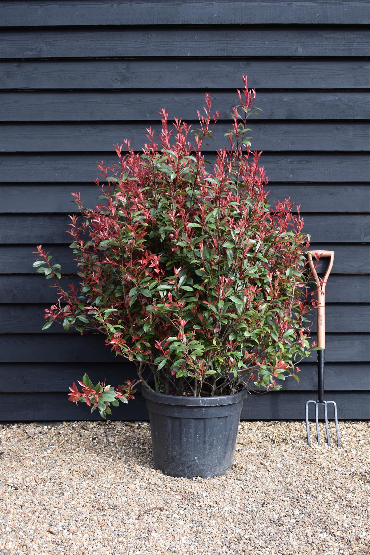 Photinia Red Robin - Compacta - Bush - 120-140cm - 45lt – Arundel Arboretum