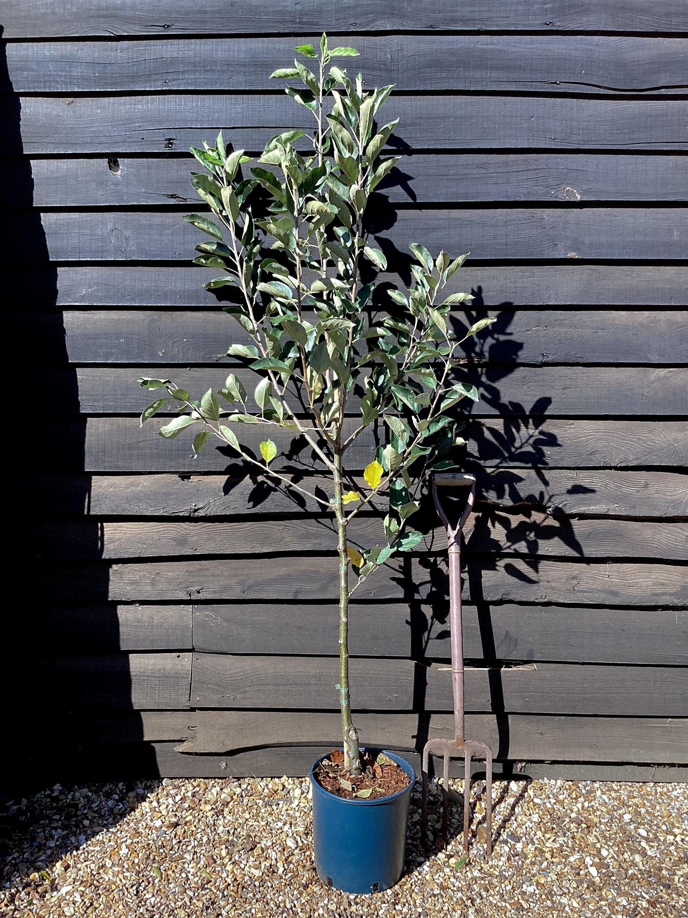 Apple tree 'Katy' | Malus domestica - MM106 - Semi-Dwarfing - 150-160c ...