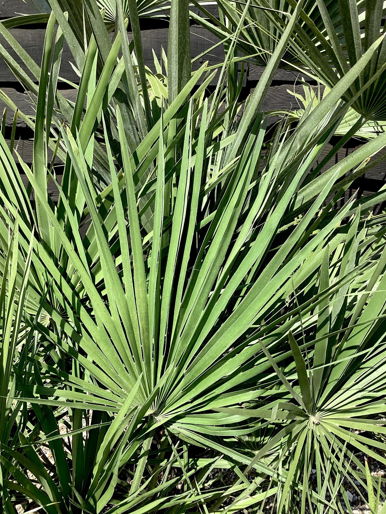 Chamaerops humilis | European Dwarf Fan Palm - 70-100cm, 30lt – Arundel ...