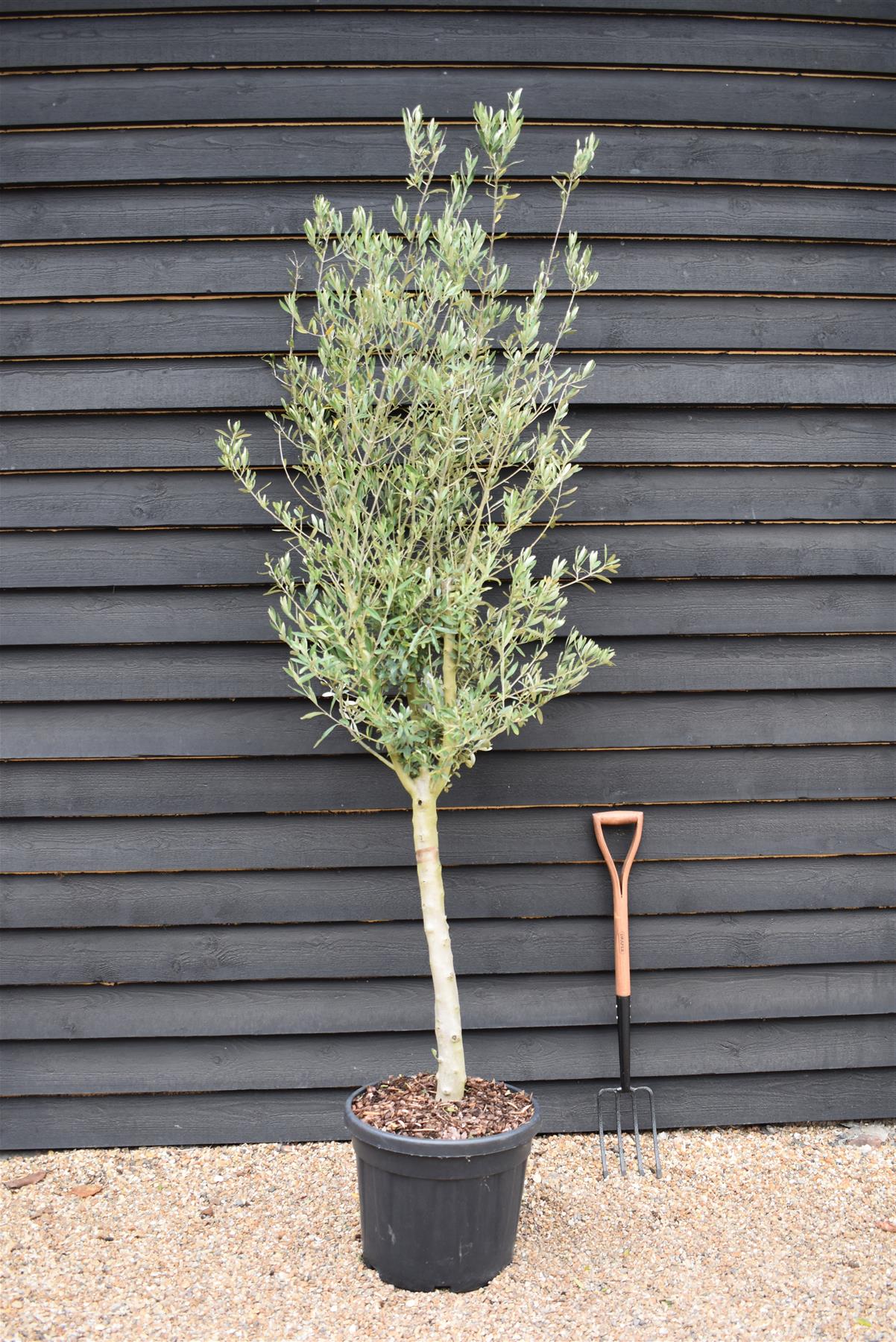 Olive Tree | Olea Europea 1/2 Std Girth 17-23cm - 200-220cm, 45lt ...