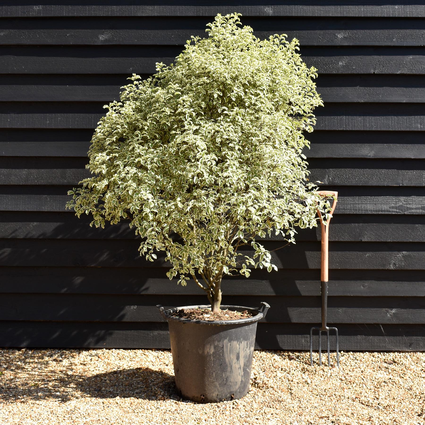 Pittosporum 'Silver Queen' - Height 140-150cm - 50lt – Arundel Arboretum