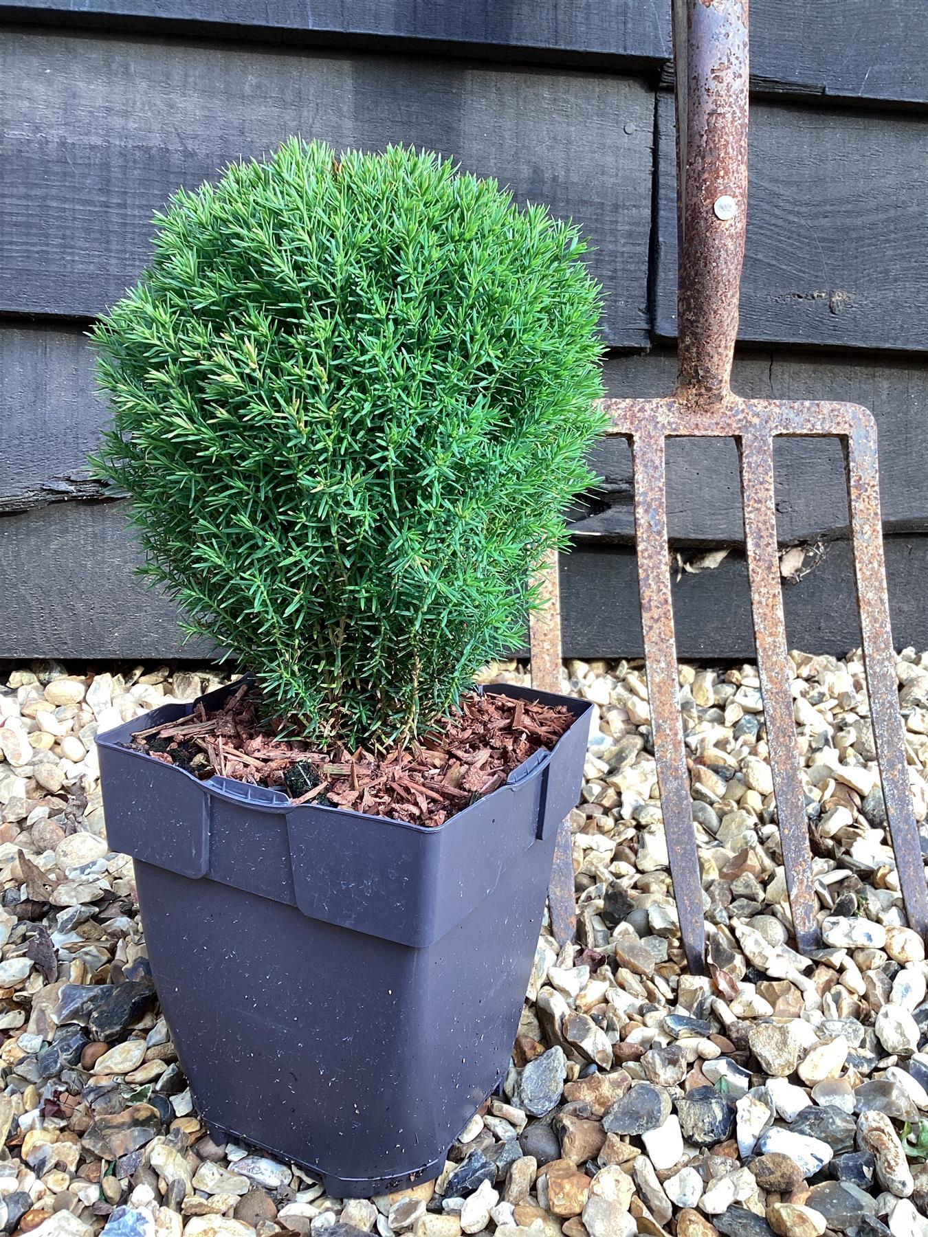 Thuja occidentalis 'Teddy' | Northern white-cedar Teddy - 20-30cm, 2lt ...