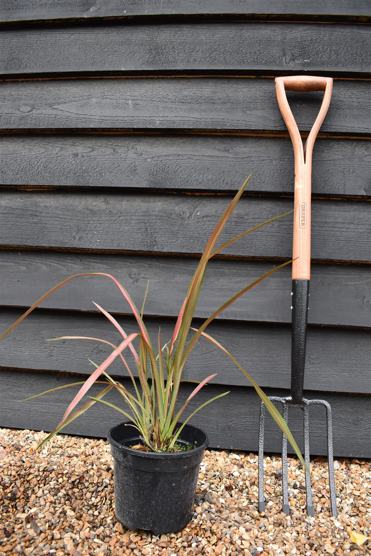Phormium Jester | New Zealand Flax ‘Jester’ - 50-60m, 3lt – Arundel ...