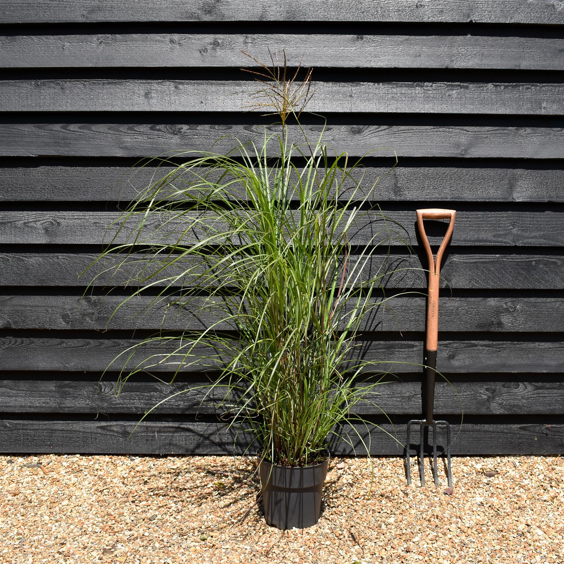 Miscanthus sinensis 'Yaku Jima' - Grass - Herbaceous Perennial - Heigh ...