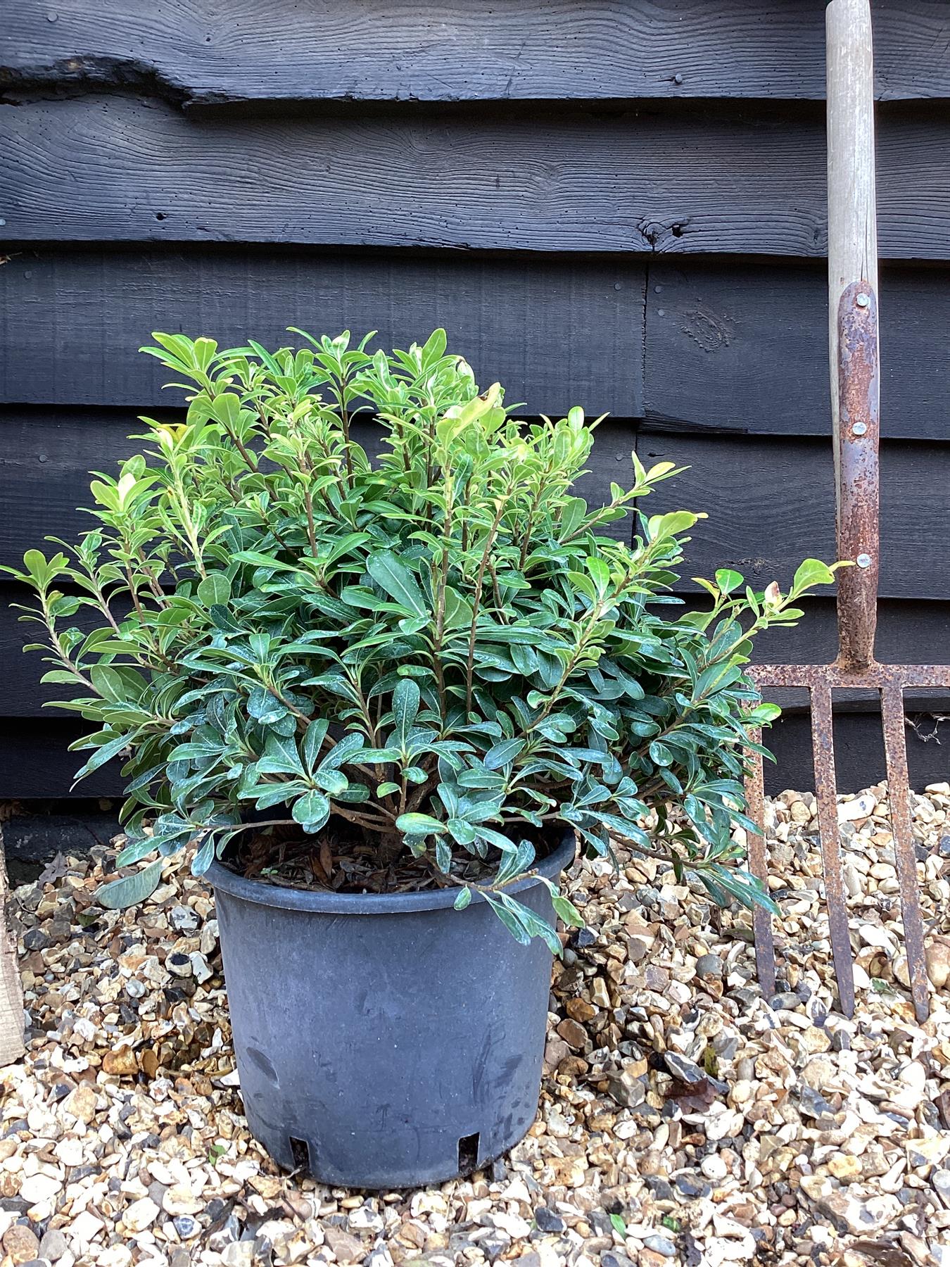 Pittosporum tobira | Austrian laurel - 80-100cm, 25lt – Arundel Arboretum