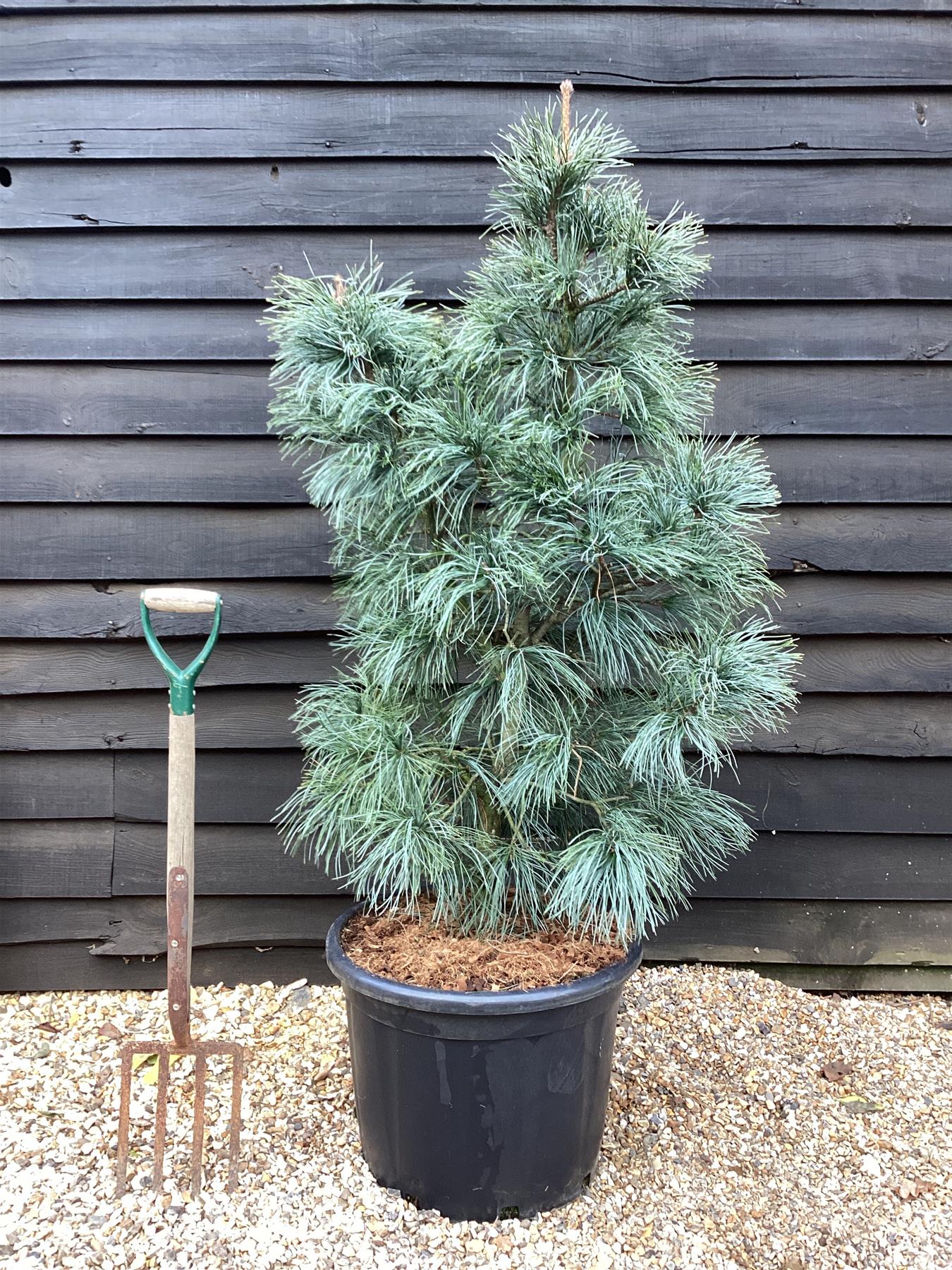 Pinus koraiensis 'Silveray' | Silveray Korean Pine - Height 130cm - Wi ...