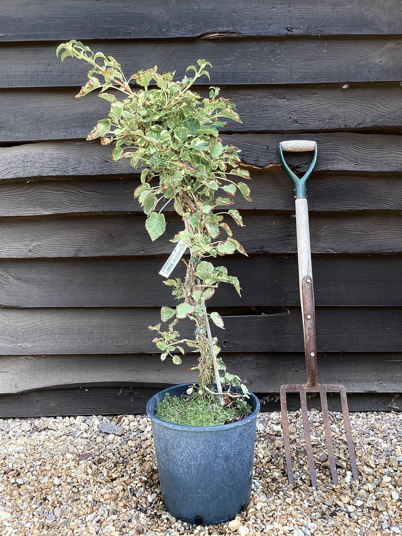 Hydrangea Miranda - 20-40cm, 10lt – Arundel Arboretum