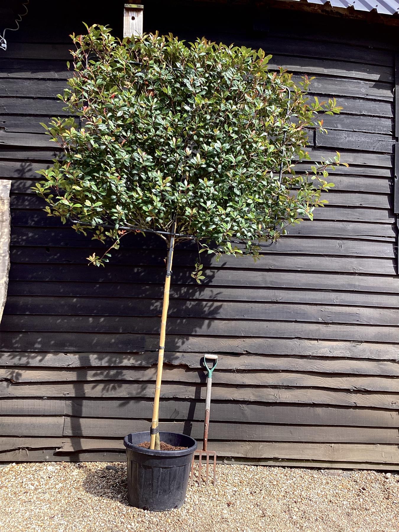 Photinia Red Robin - Compacta - Pleached/Espalier (120cm-150cm) - Clea ...