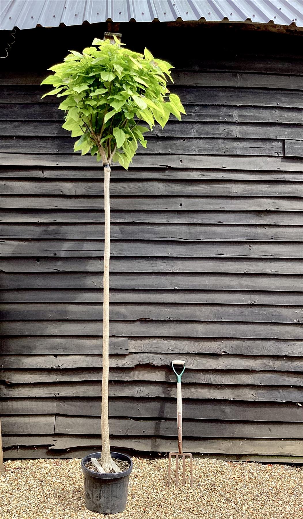 Catalpa bignonioides 'Nana' | Indian bean tree 'Nana' - Girth 12-14cms ...