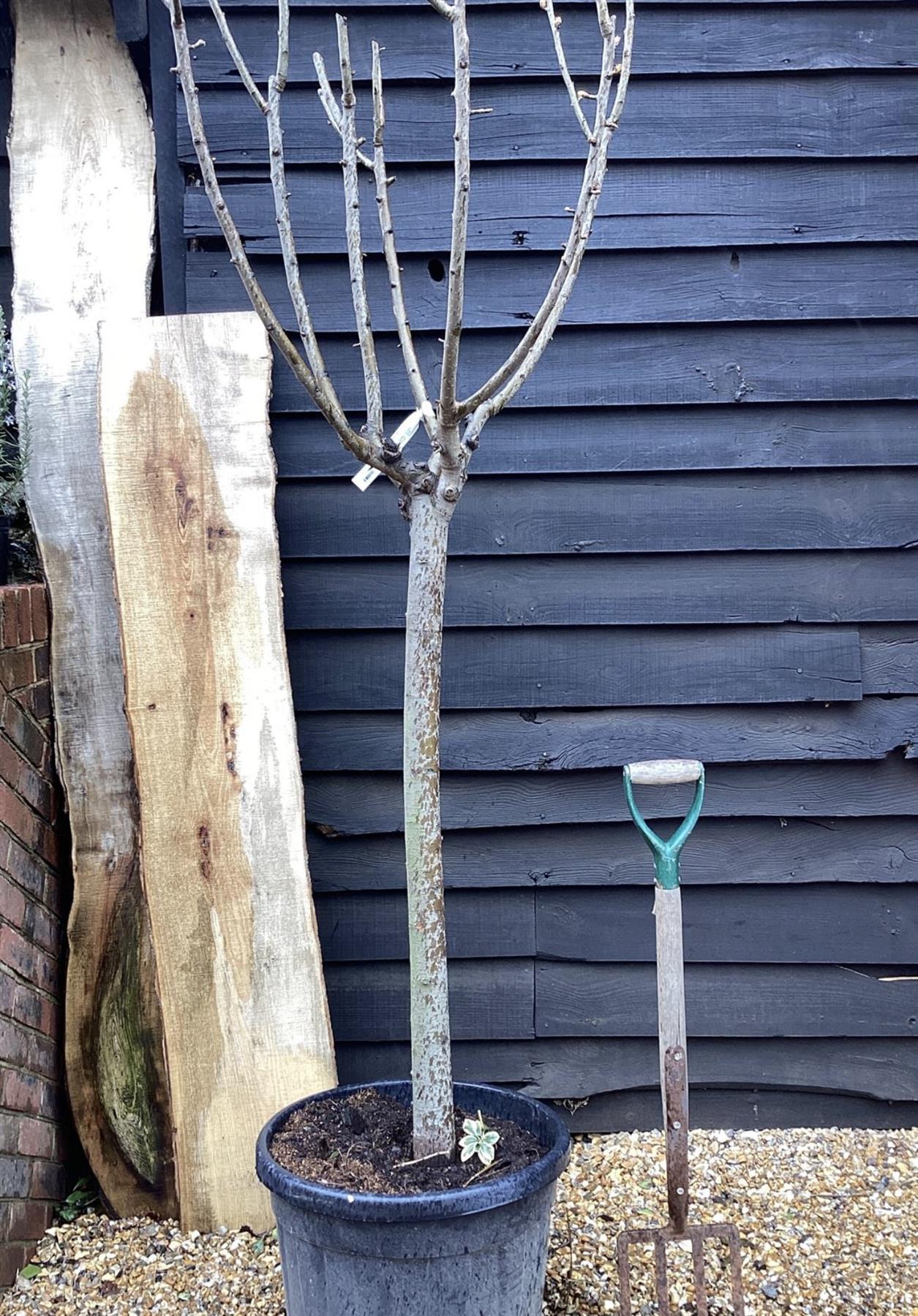 Pear tree 'Williams' Bon Chretien' | Pyrus communis - Girth 18-20cm ...