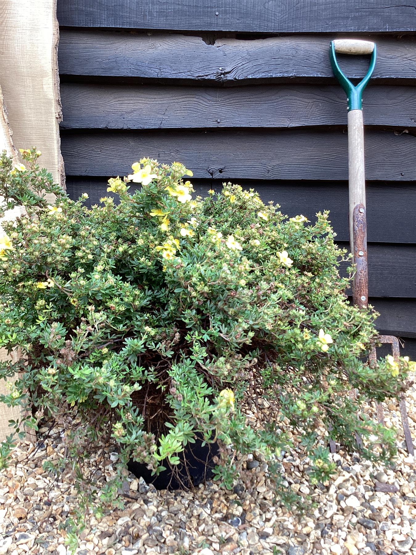 Potentilla fruticosa 'Elizabeth' | Buttercup shrub - Width 60-70cm - H ...