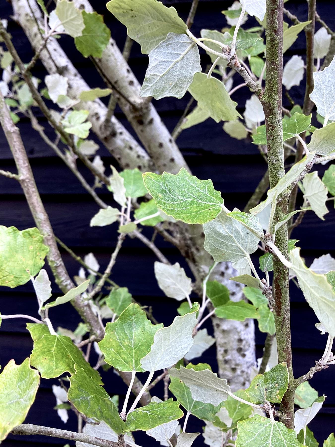 Populus alba | White Poplar Tree - 400-420cm, 50lt – Arundel Arboretum