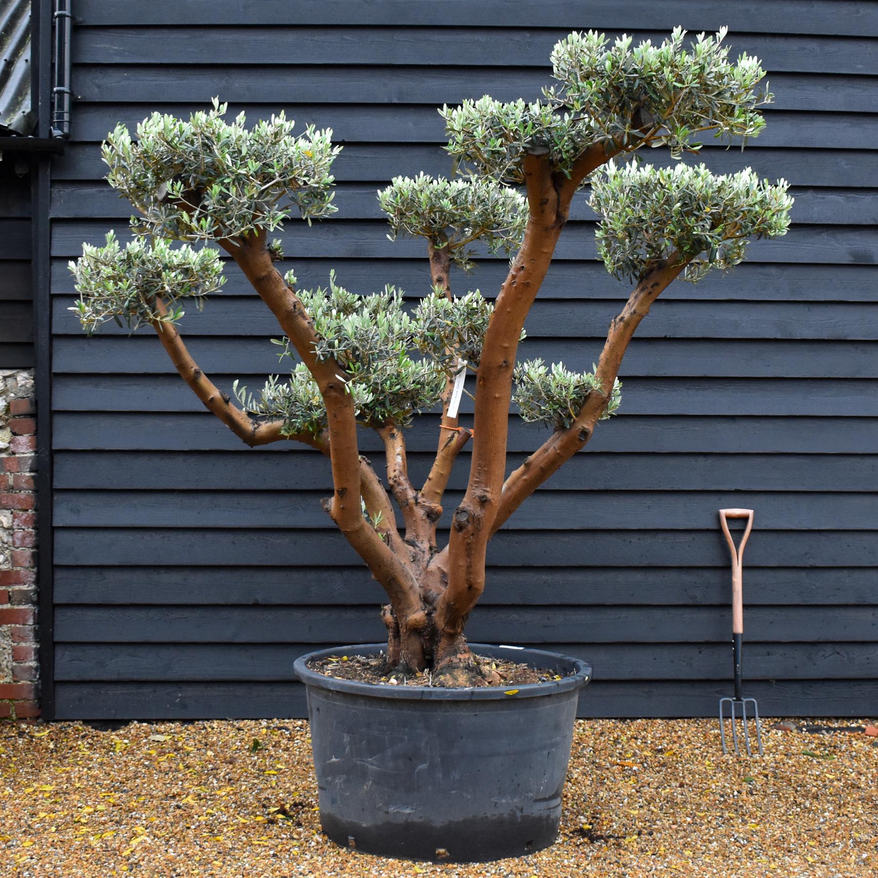 Olive Tree | Olea Europea - Mature Specimen 13A - Forking branches 11 ...