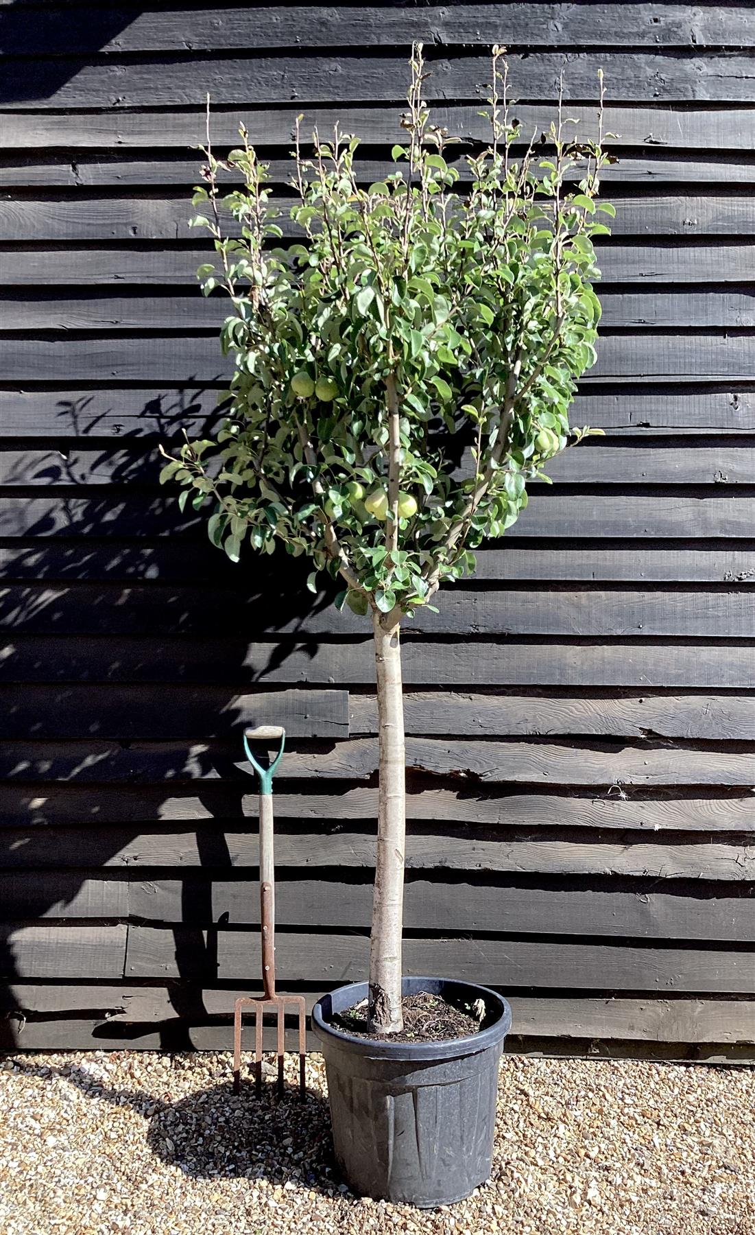 Pear tree 'Williams' Bon Chretien' | Pyrus communis - Girth 18-20cm ...