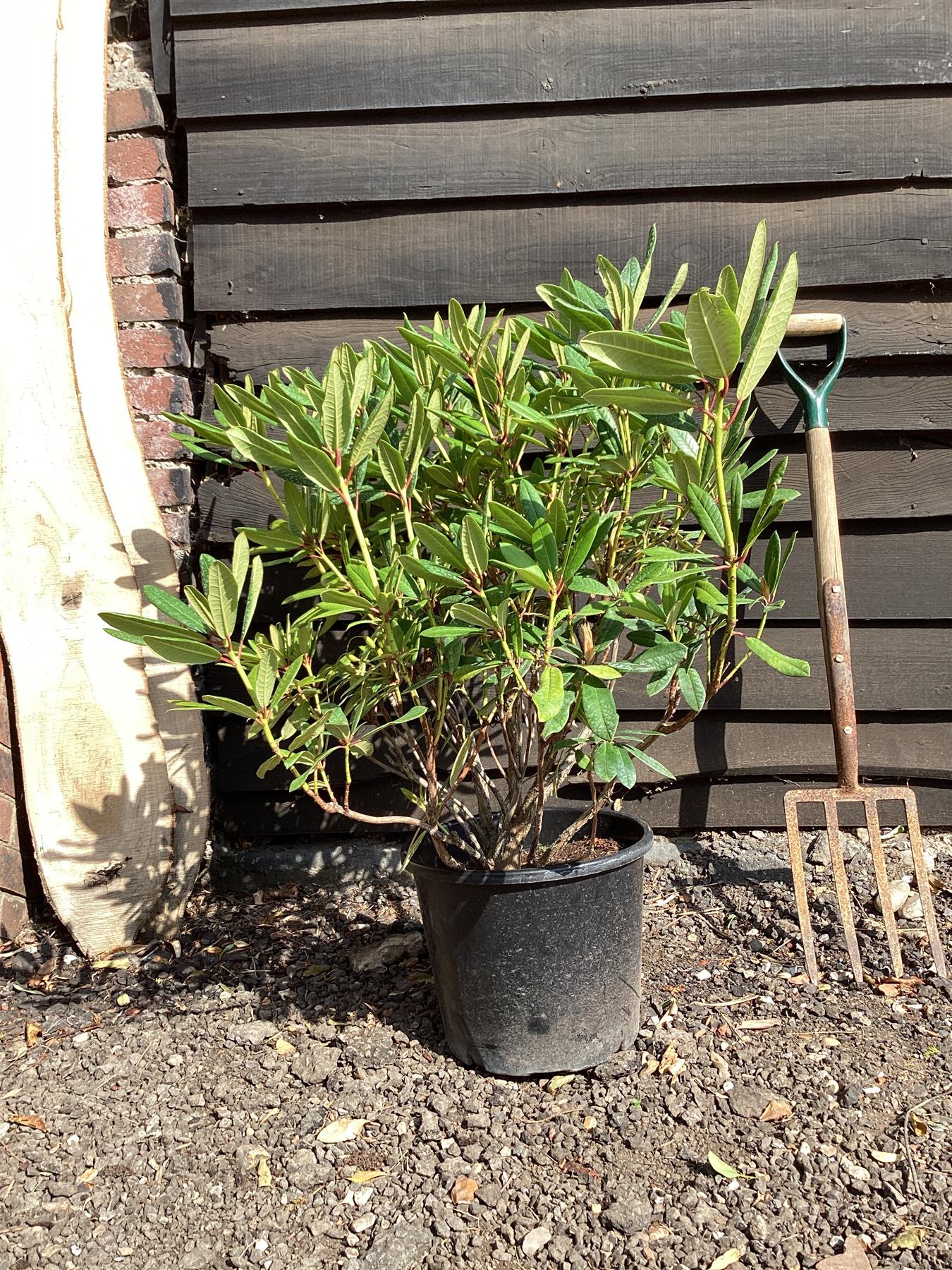 Rhododendron Tortoise Shell Orange - 60-80cm, 15lt – Arundel Arboretum