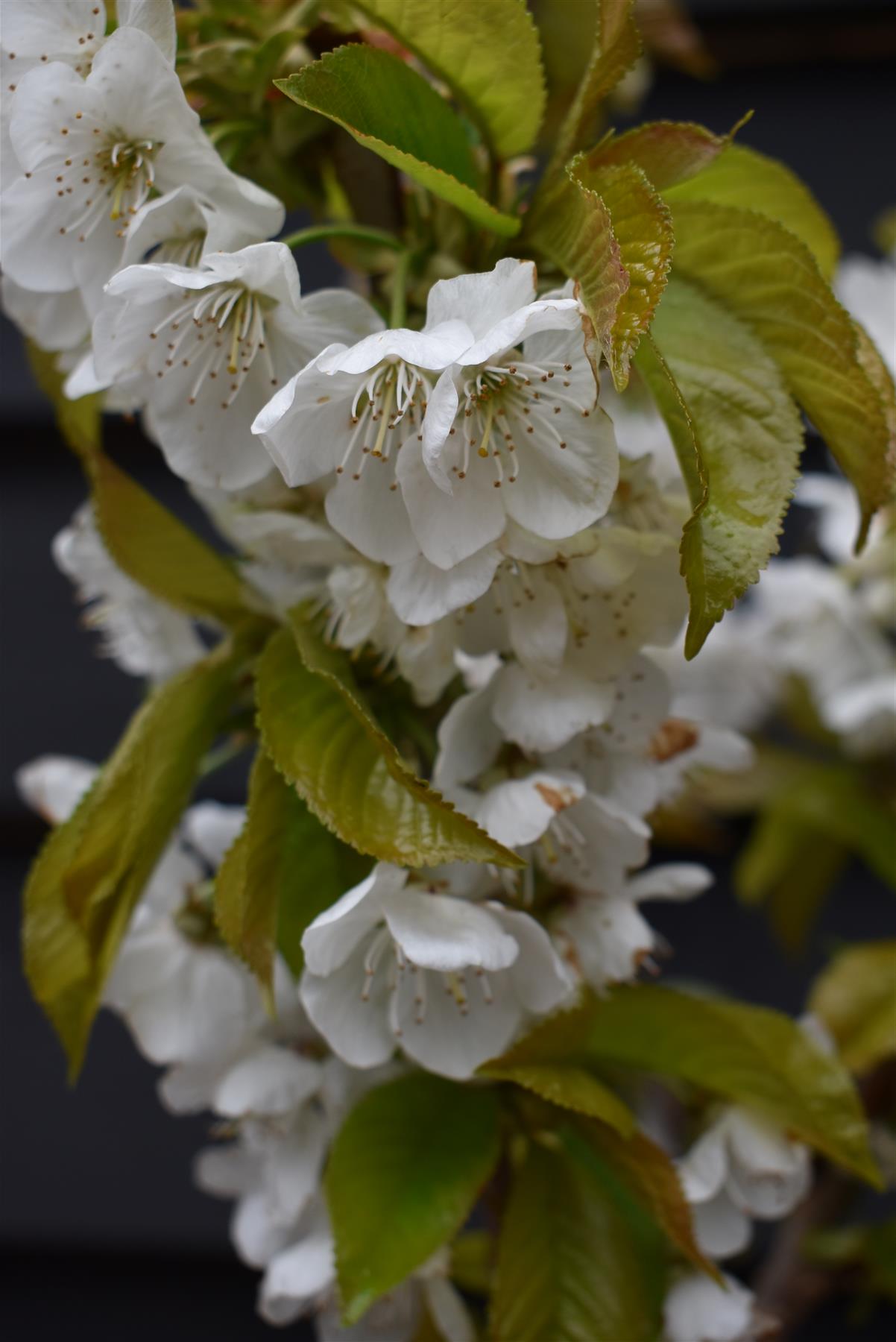 Cherry tree 'Summit' | Prunus avium 'Summit' - 100-120cm - 10lt ...