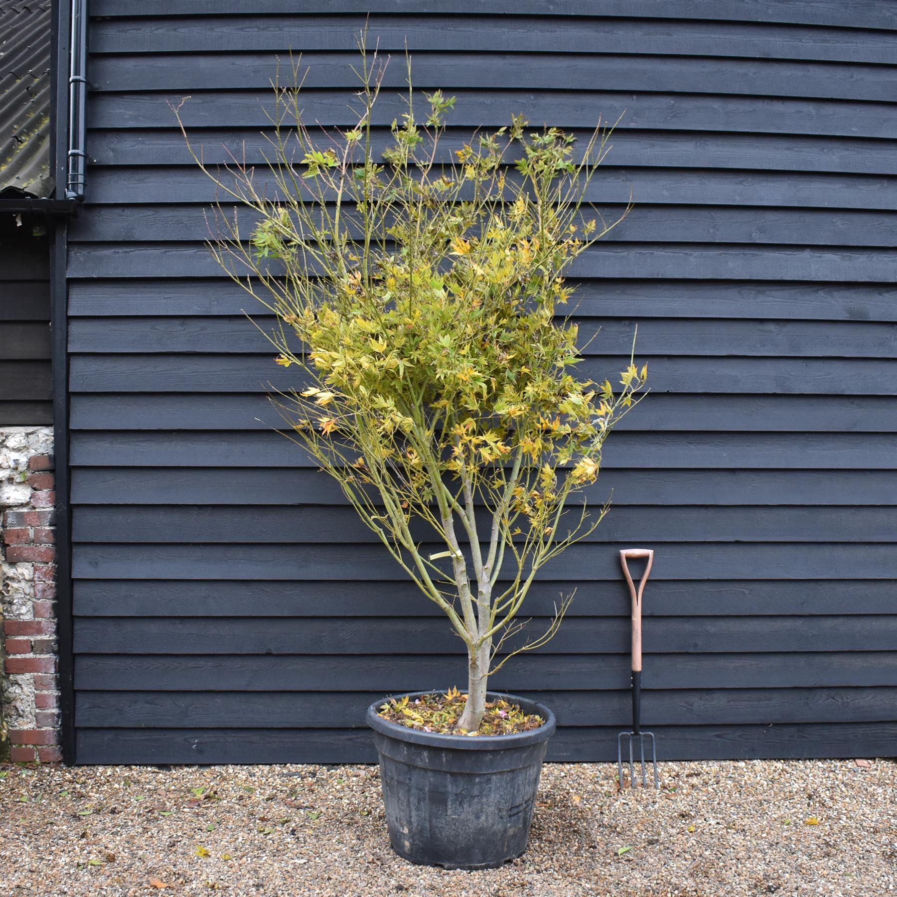 Acer palmatum 'Kogane Nishiki' | Japanese maple Golden Brocade - Speci ...