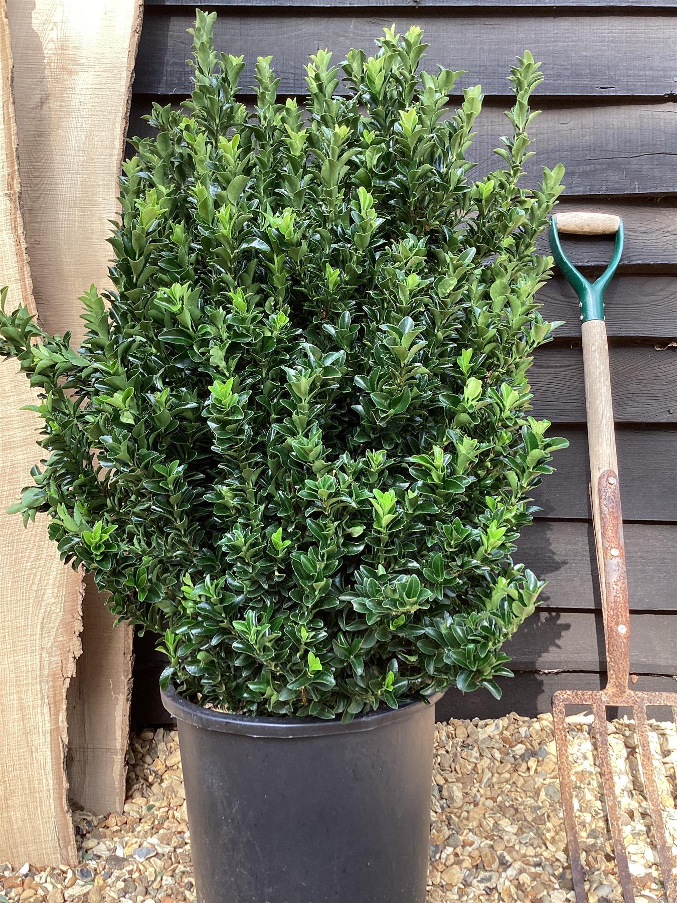 Euonymus japonicus Green Rocket | Japanese Spindle - 25lt – Arundel ...