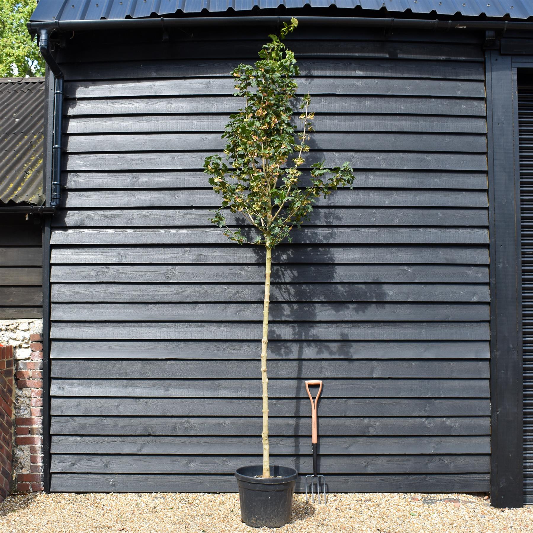 Upright Field maple | Acer campestre 'Fastigiatum' - Clear Stem - Heig ...