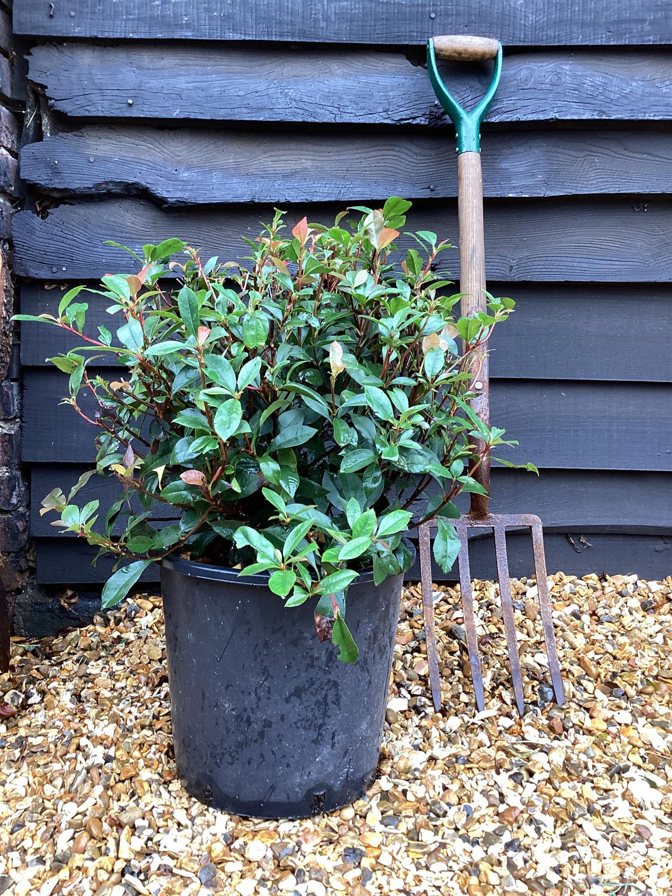 Photinia Red Robin - Compacta - Ball - 70-80cm, 20lt – Arundel Arboretum