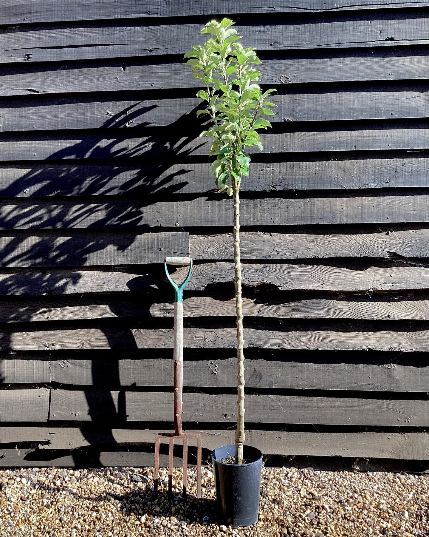 Apple tree 'King of the Pippins' | Malus Domestica - 150-180cm, 10lt ...