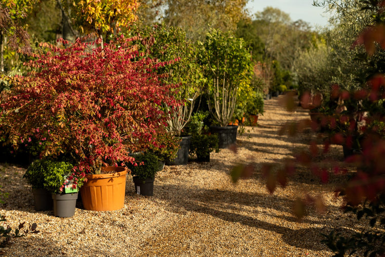 Visit Arboretum – Arundel Arboretum