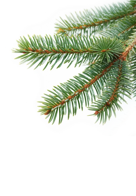 Pines, Firs and Spruce | Arundel Arboretum