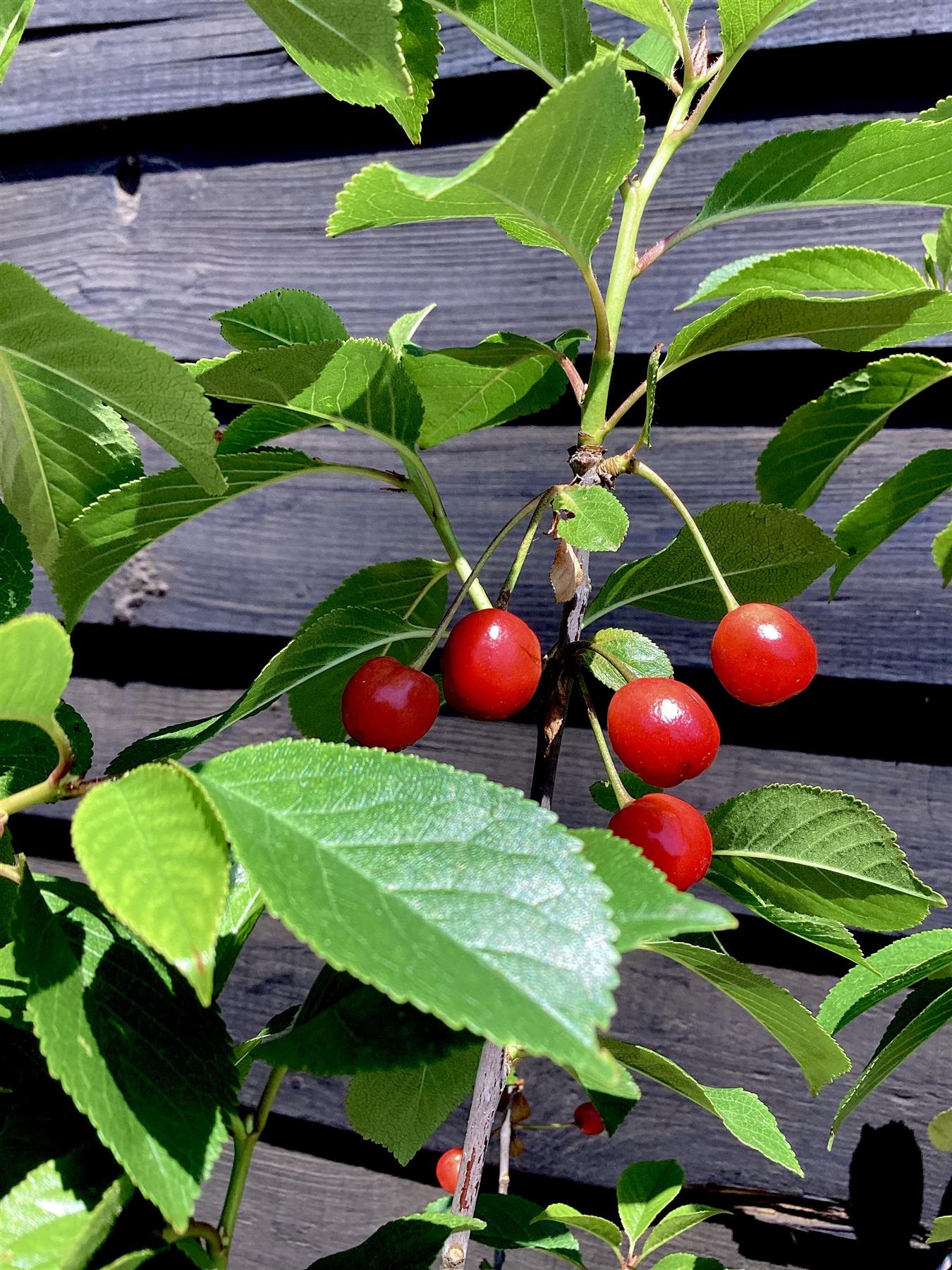 Sour Cherry 'Morello', Clear Stem - 200-250cm, 10lt – Arundel Arboretum