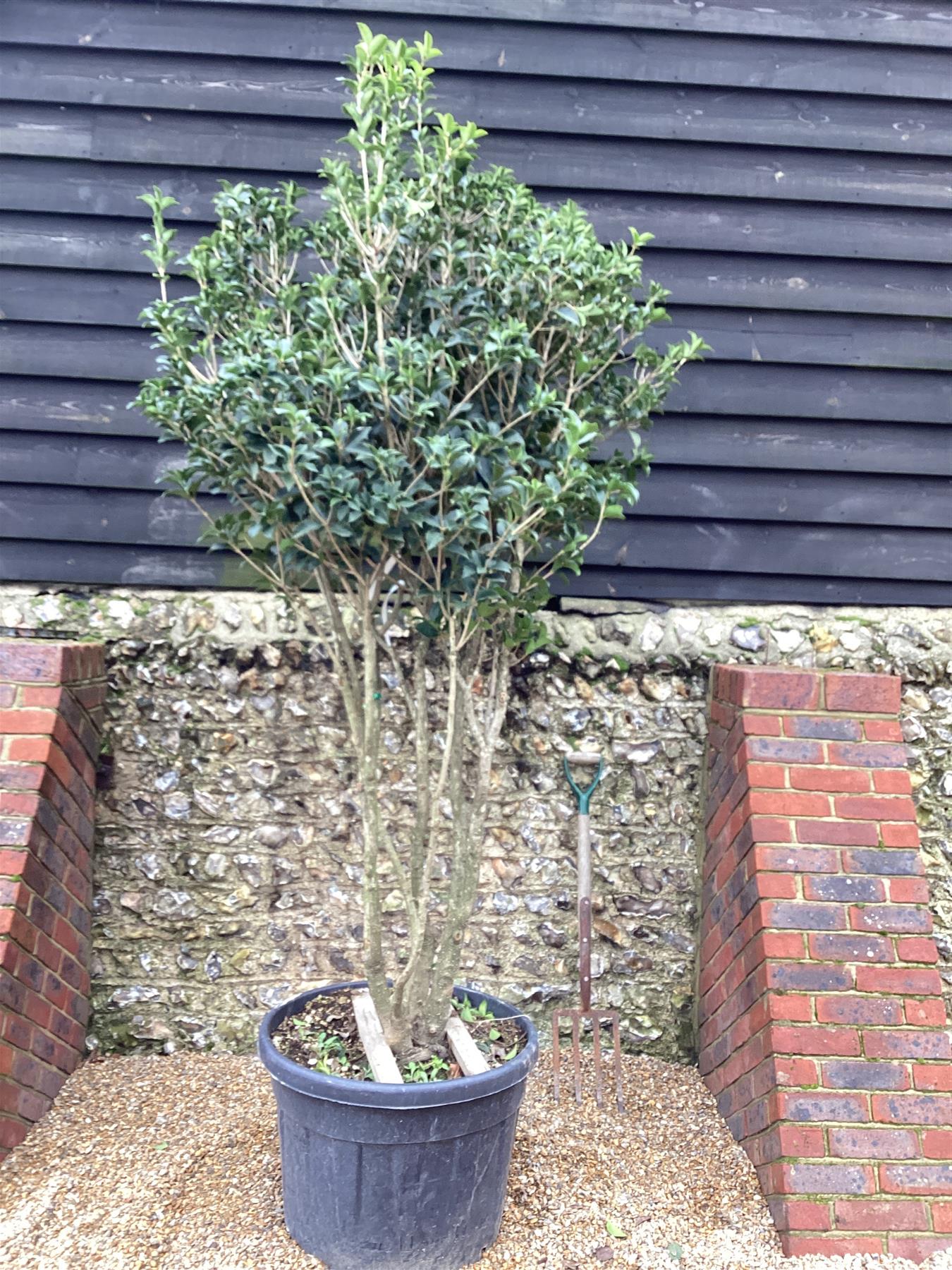 Fragrant Tea Olive The Unmatched Fragrance Of Tea Olive