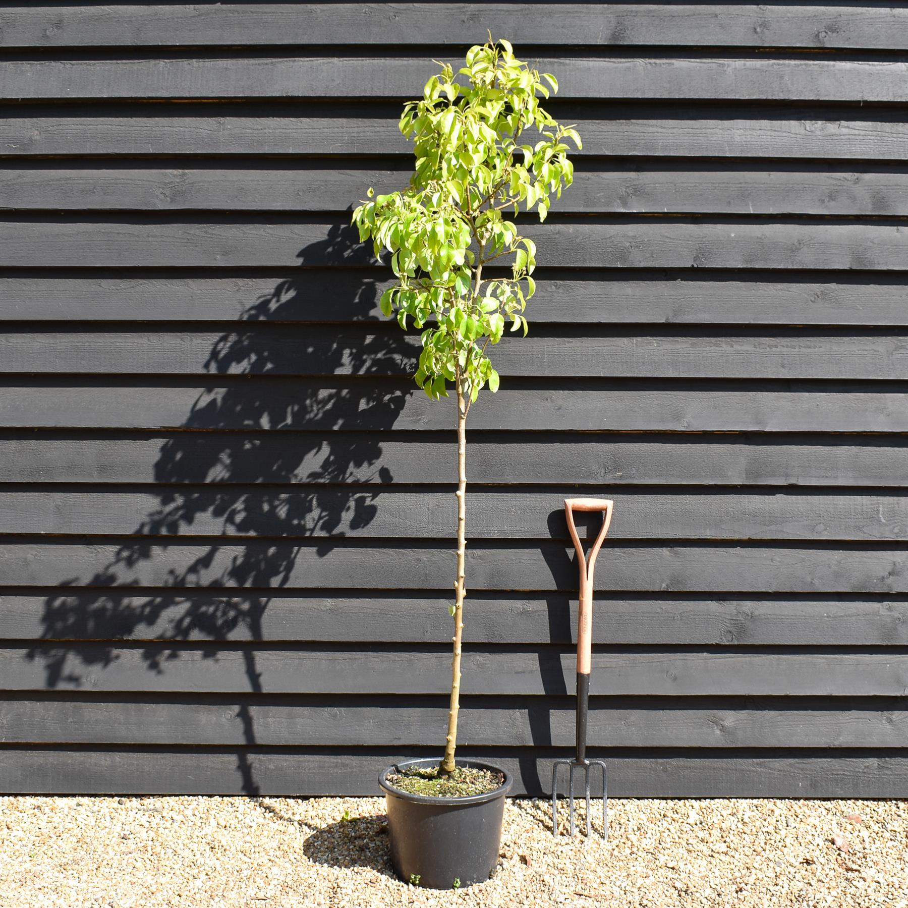 Pear 'Beurre Hardy' | Pyrus communis - Semi Dwarfing - Height - 160-18 ...