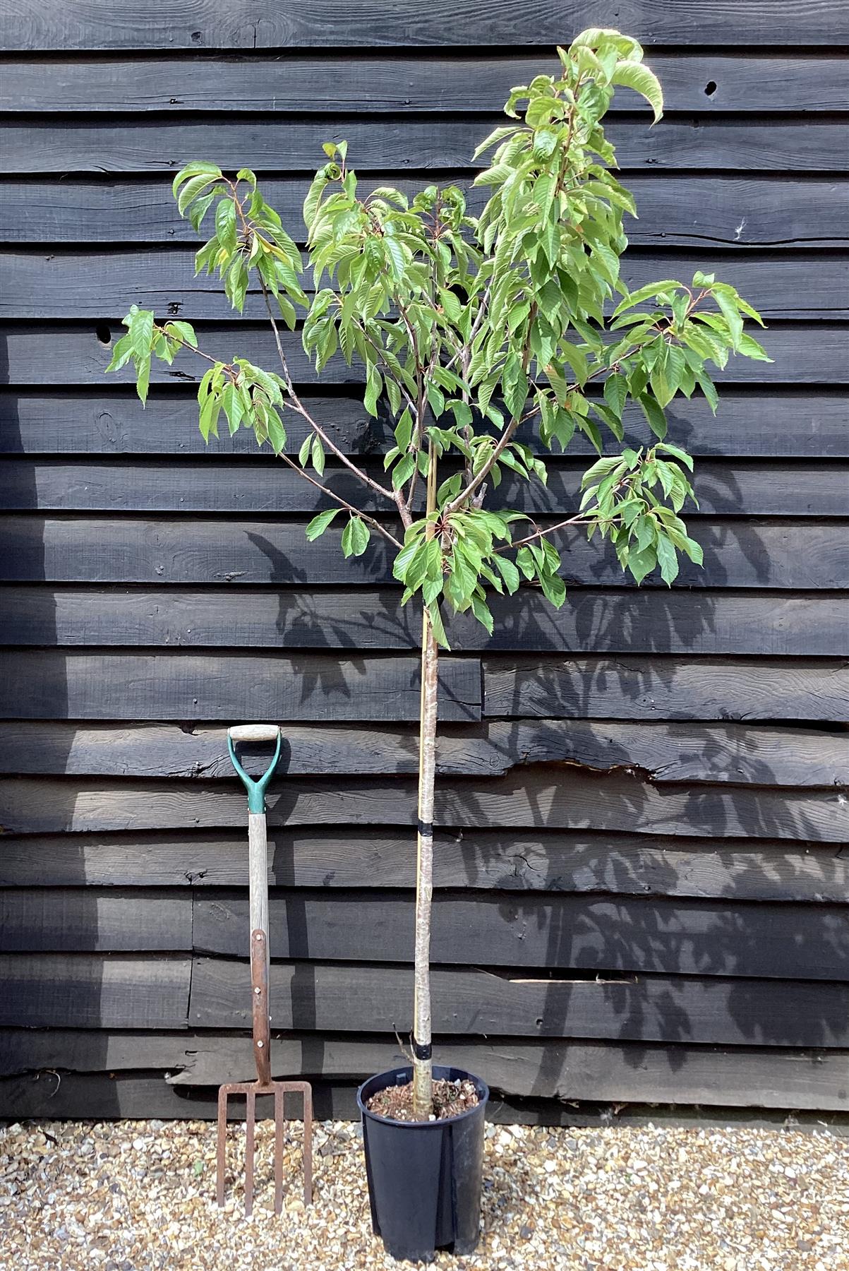 Prunus avium 'Early Rivers' | Cherry 'Early Rivers' - 100-120cm, 10lt ...