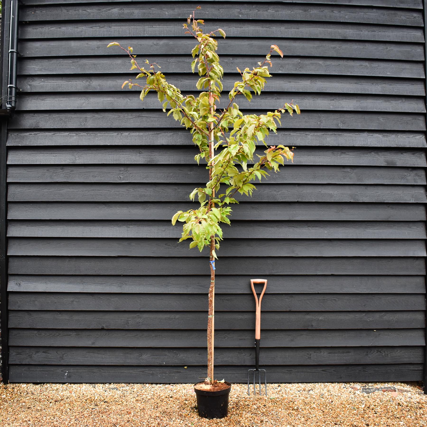 Prunus 'Sargentii' - Clear Stem - 300-330cm - 30lt – Arundel Arboretum