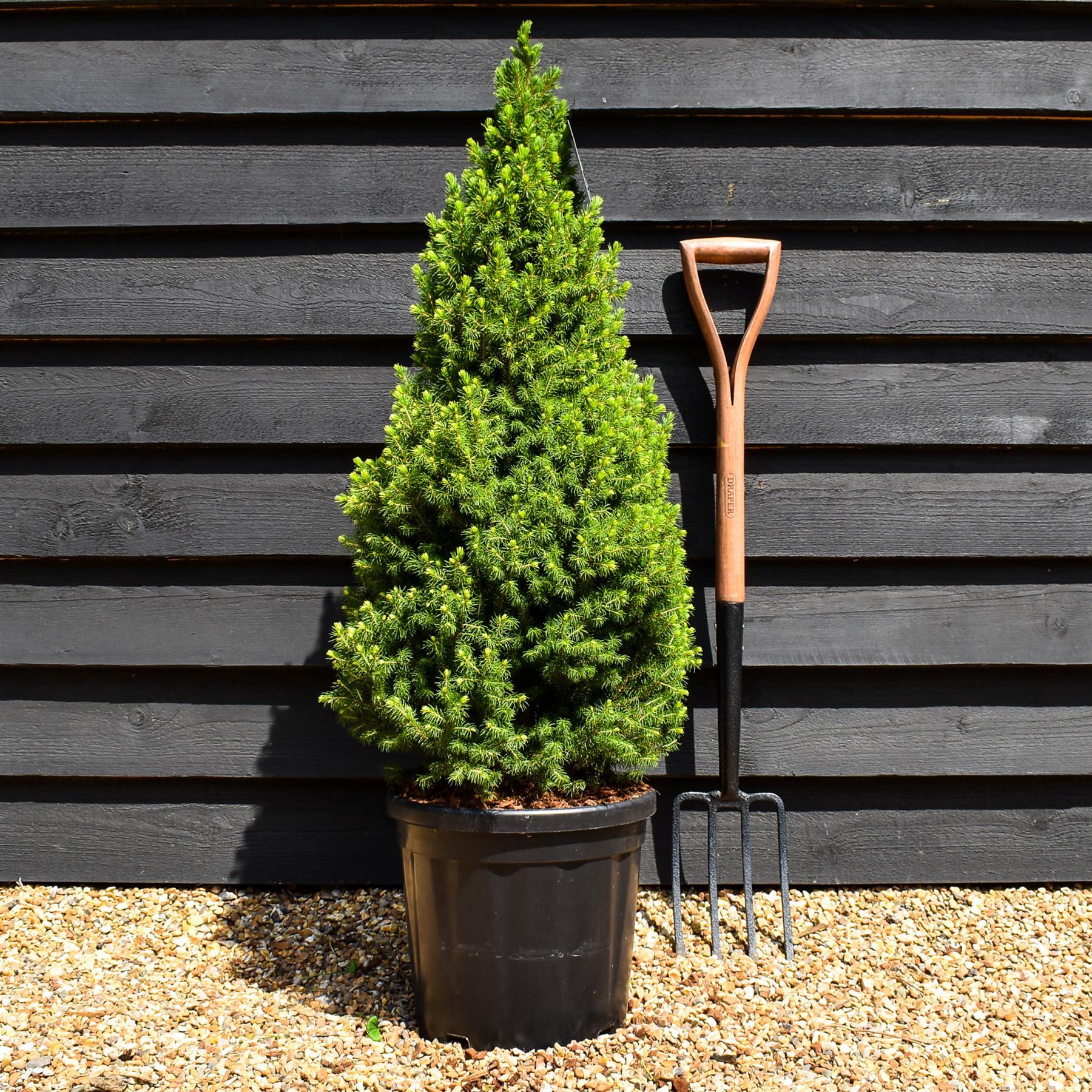 Picea glauca Perfecta' | White spruce 'Perfecta' - Height 90-100cm - 1 ...